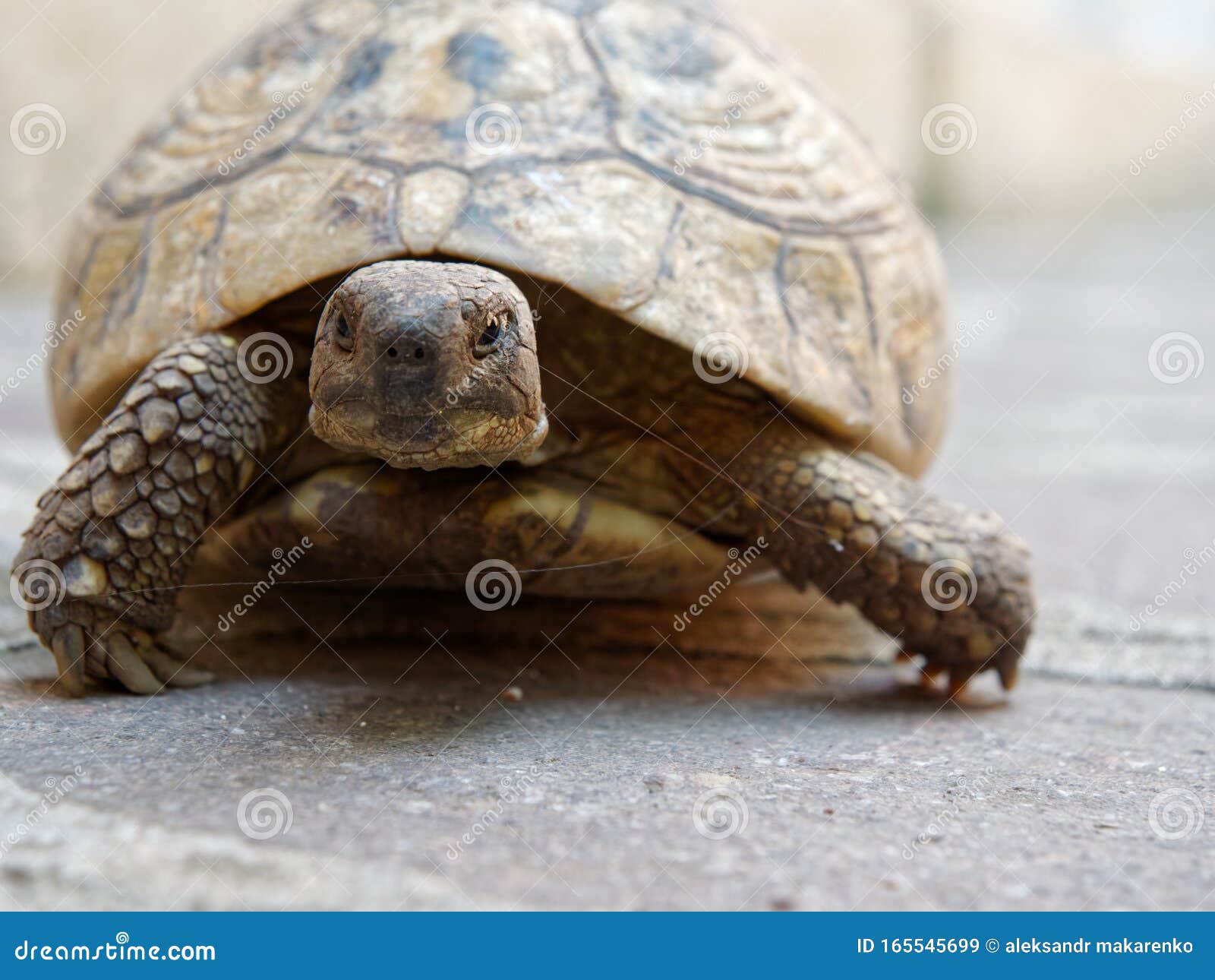 Large Land Turtle on the Bridge Patio Stock Image - Image of isolated ...