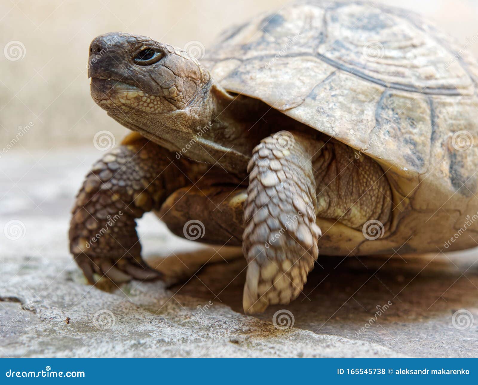 Large Land Turtle on the Bridge Patio Stock Photo - Image of galapagos ...