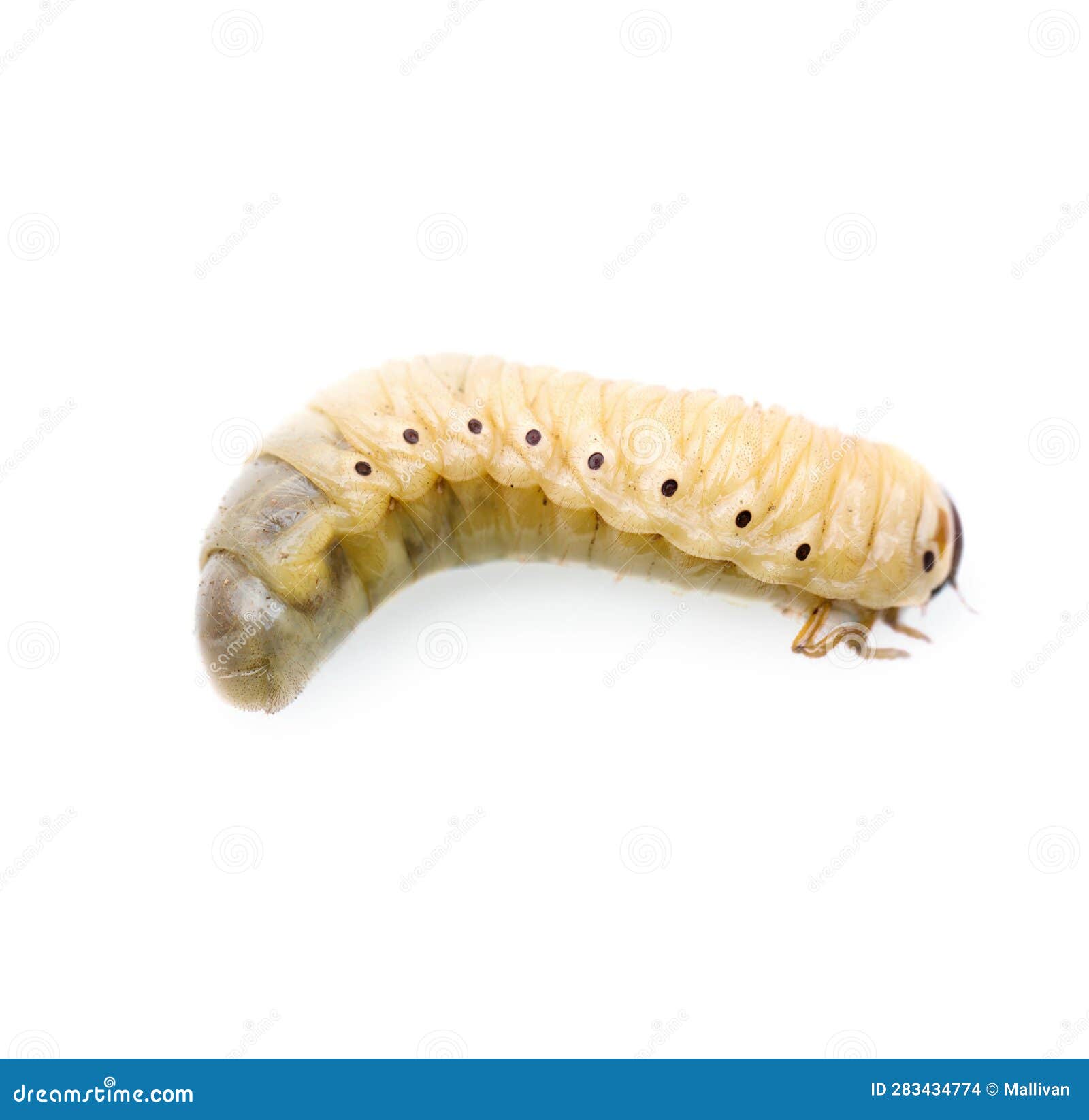 Large Larva of the Maybug Isolated on White Background Stock Photo ...