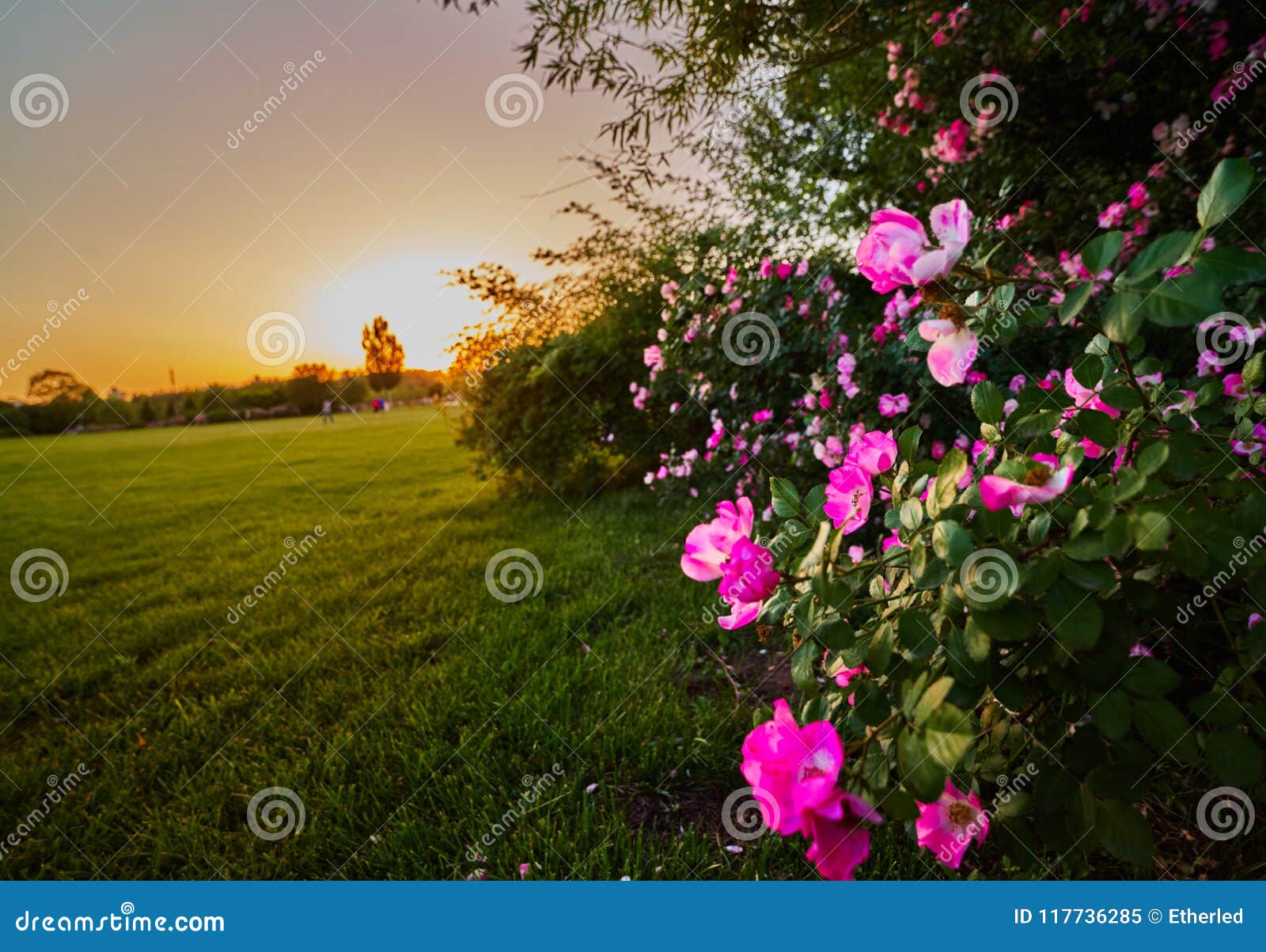 Large lawn sunset stock image. Image of sunrise, large - 117736285