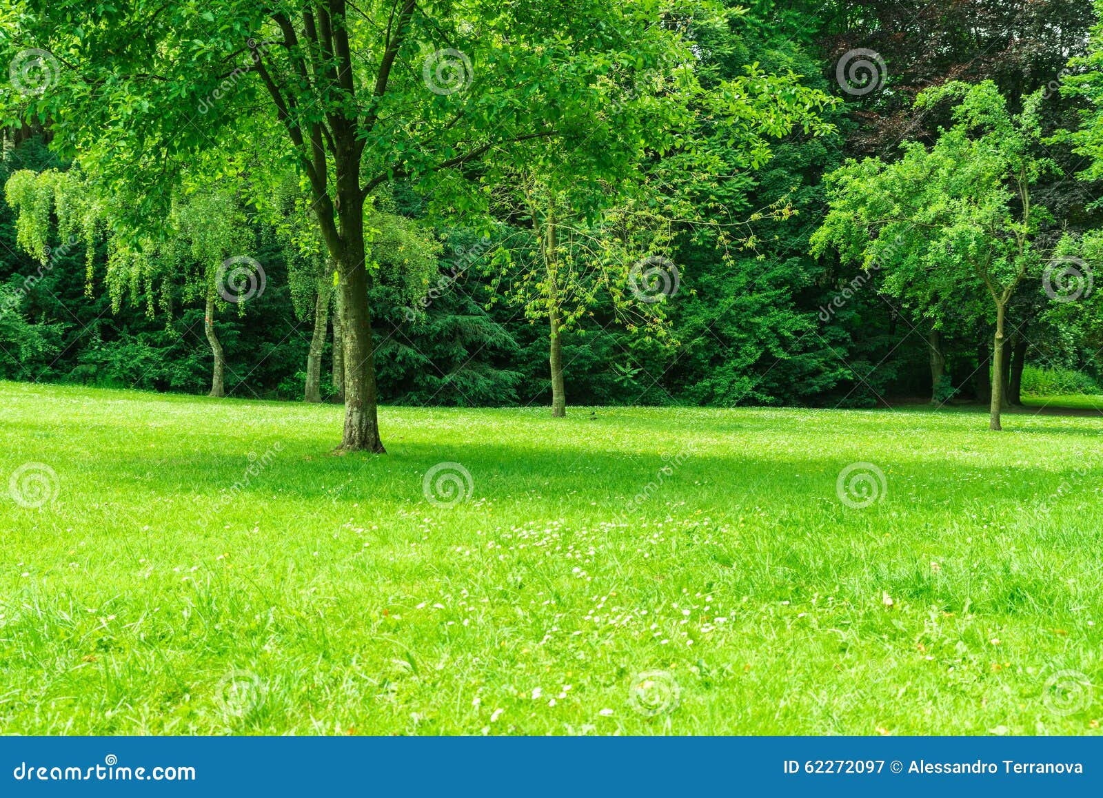 Large lawn with trees stock image. Image of lawn, public - 62272097