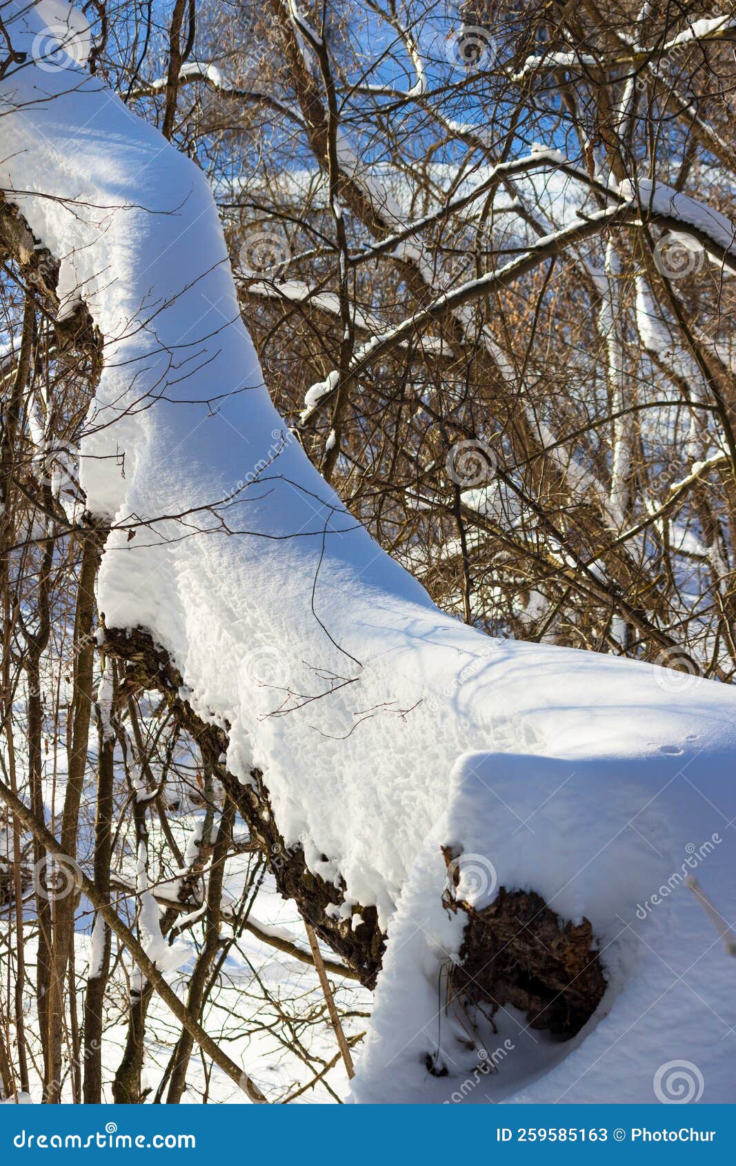 A Large Layer of Snow on a Tree Growing at an Angle in a Winter Forest ...