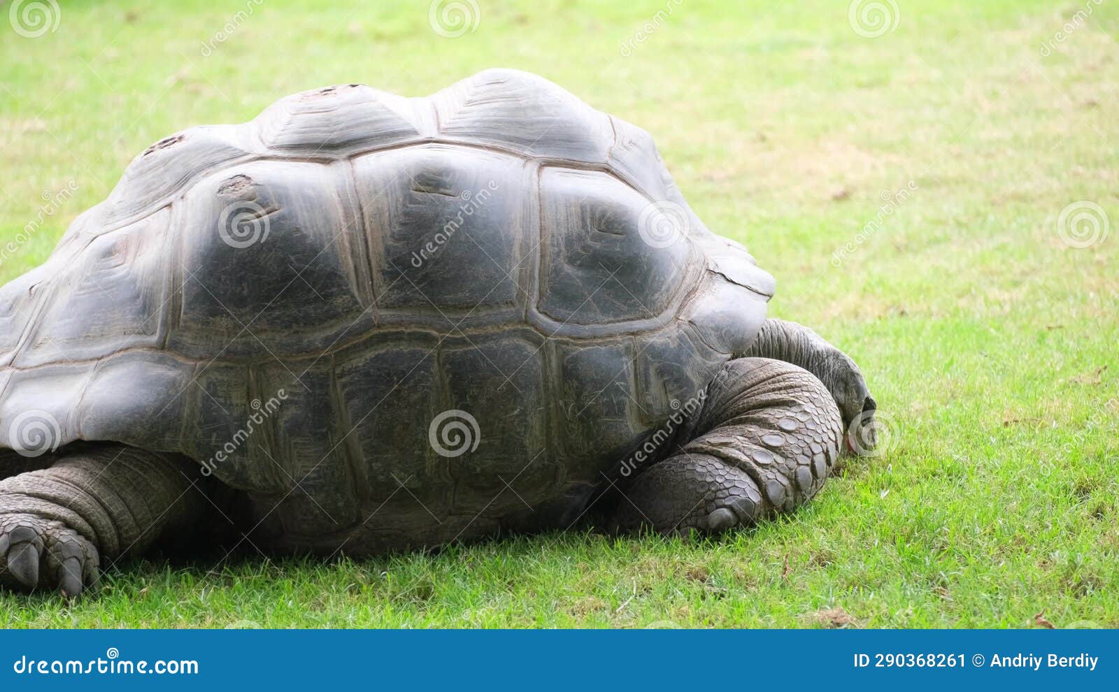 A Large Lazy Turtle Eats Grass in a Lying Position. Stock Video - Video ...