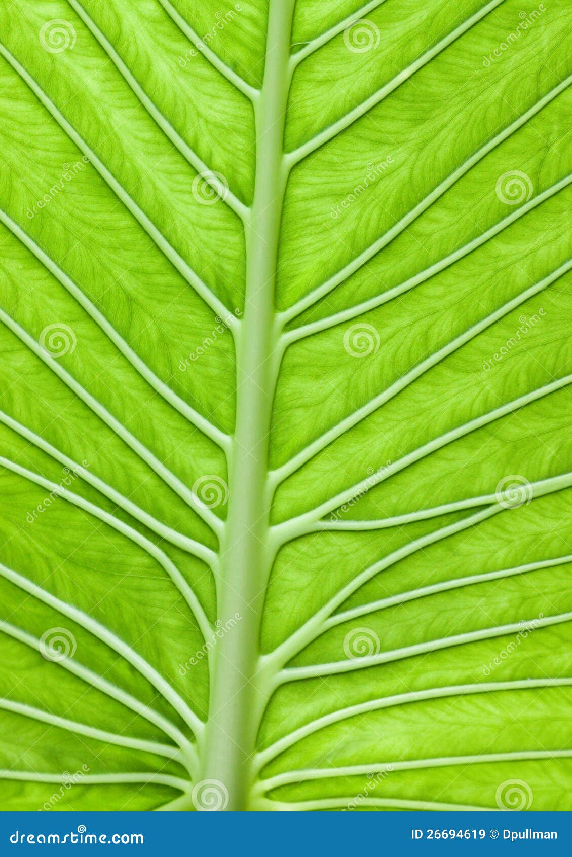 Large Leaf stock image. Image of background, summer, nature - 26694619