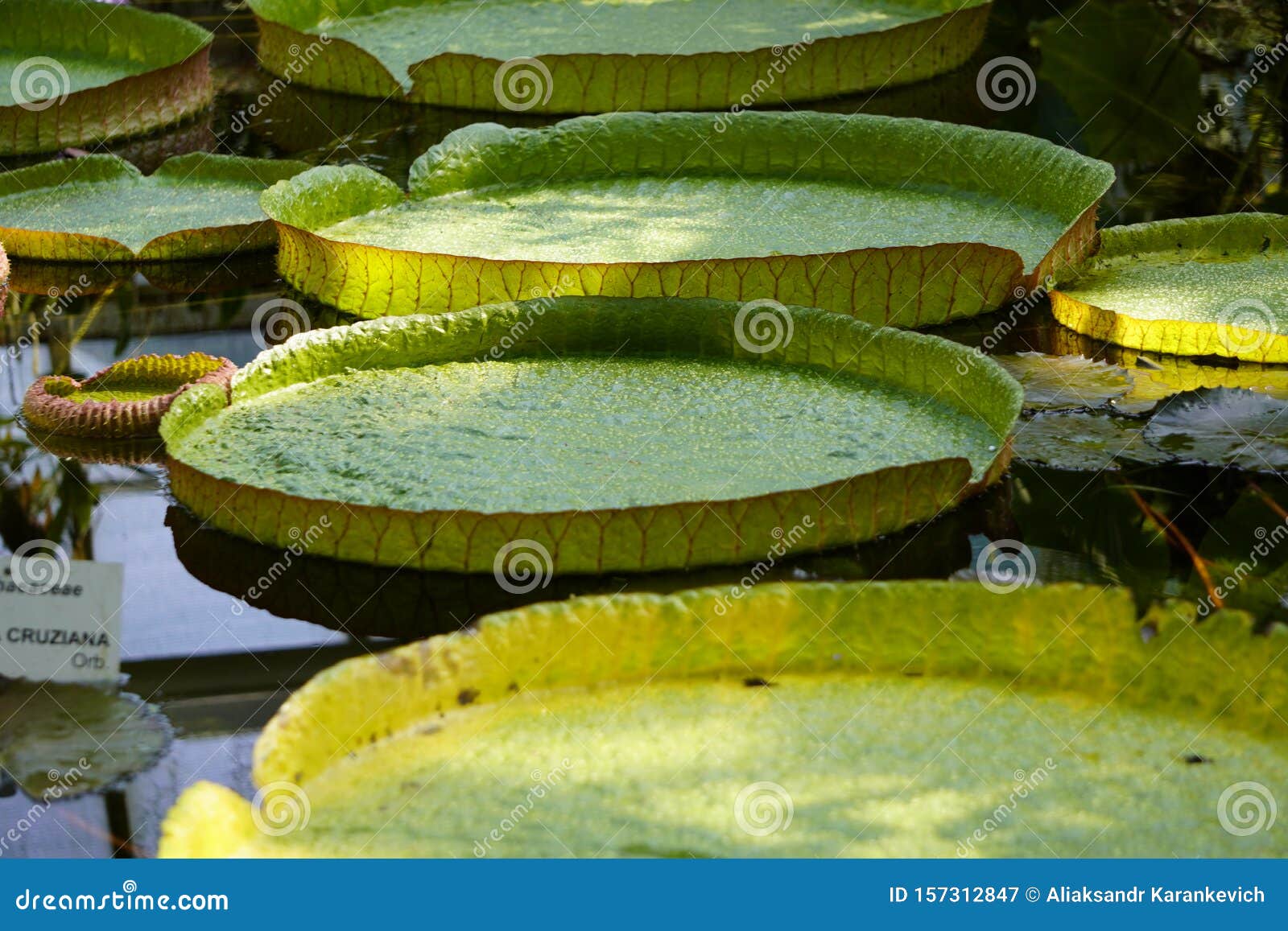 A Large Leaf Of An Aquatic Plant Of Ribbed Structure Floats In The Water Giant Amazon Water