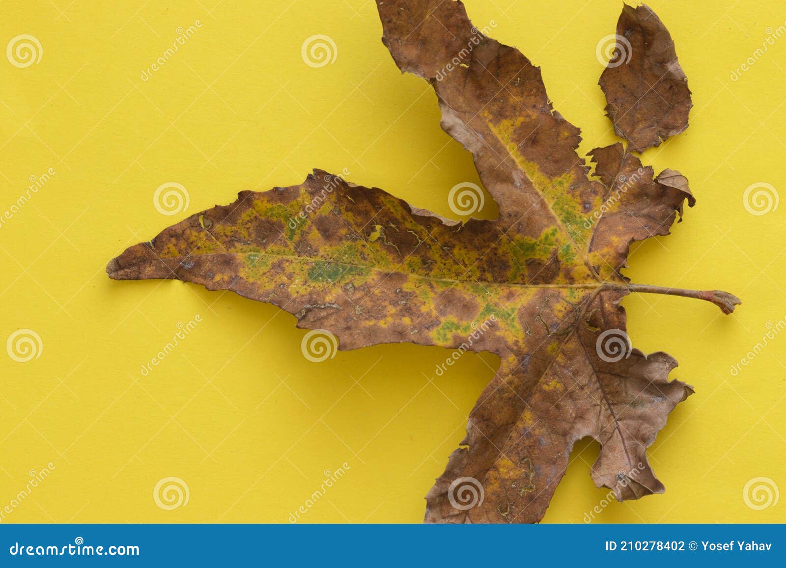 Large leaf in fall colors, stock photo. Image of nature - 210278402