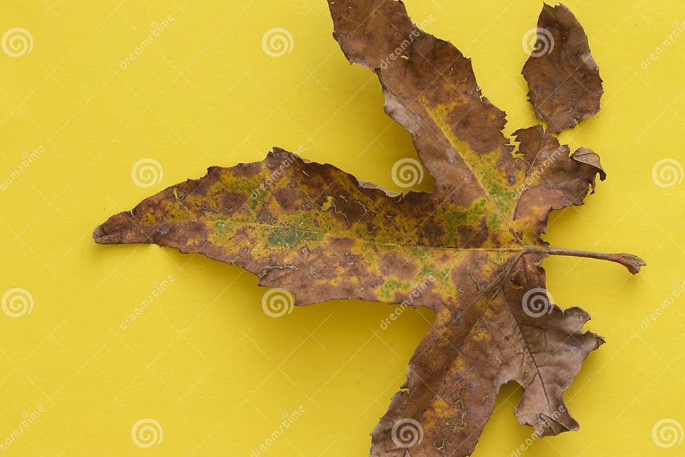 Large leaf in fall colors, stock photo. Image of nature - 210278402