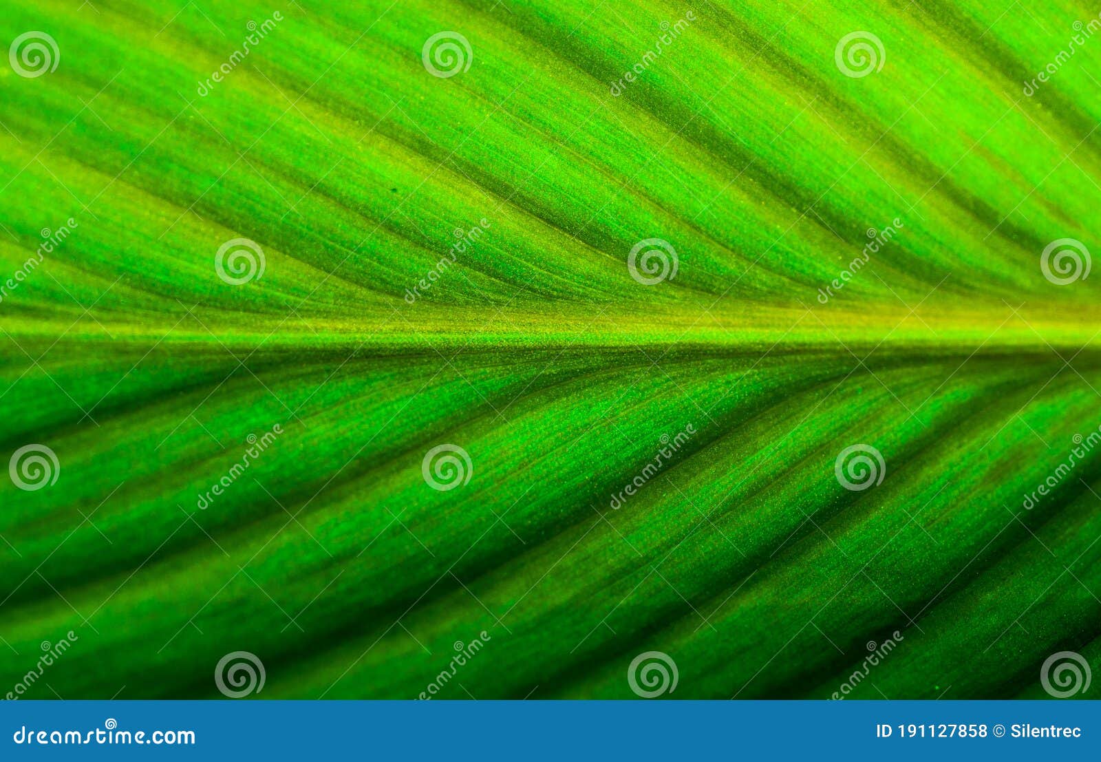 Green Leaf at High Magnification with a Clear Structure Stock Photo ...
