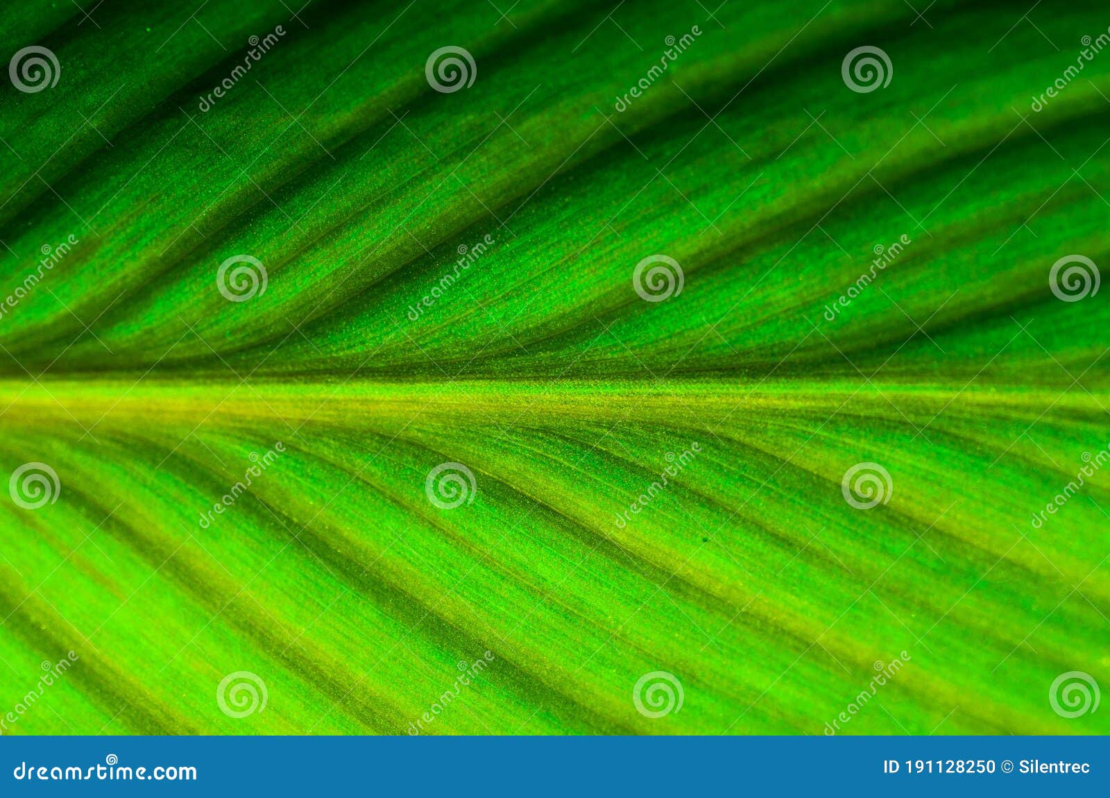 Green Leaf at High Magnification with a Clear Structure Stock Photo ...