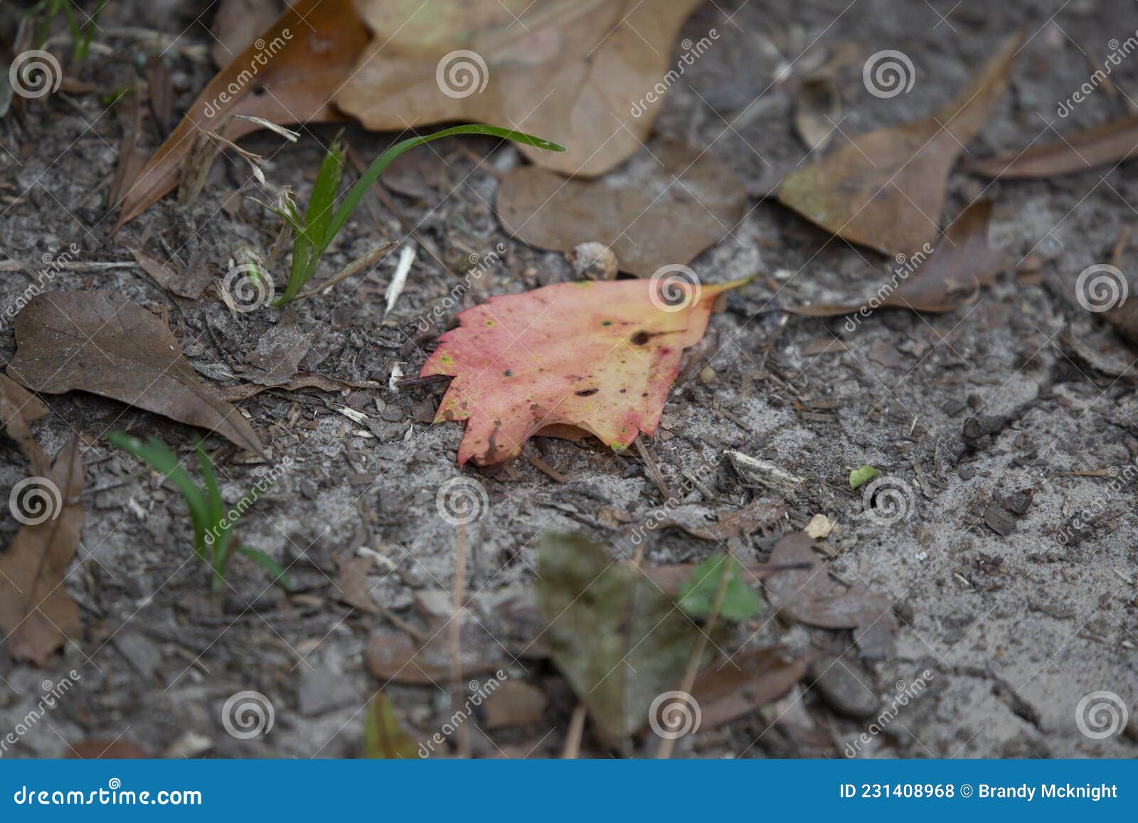 Large Leaf on the Ground stock photo. Image of conservation - 231408968