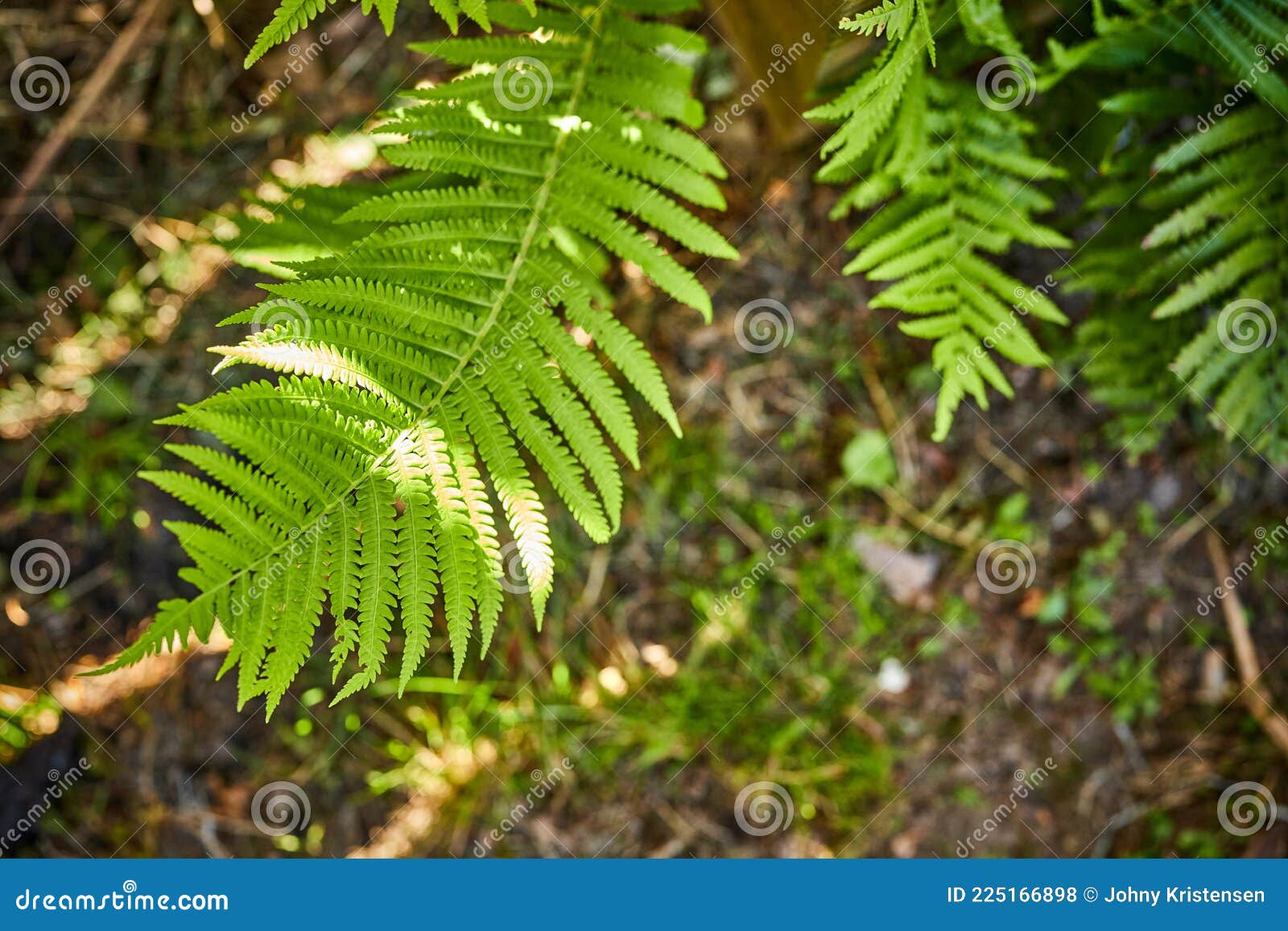 Large Leaf Growing in a Large Forest Stock Photo - Image of fall ...