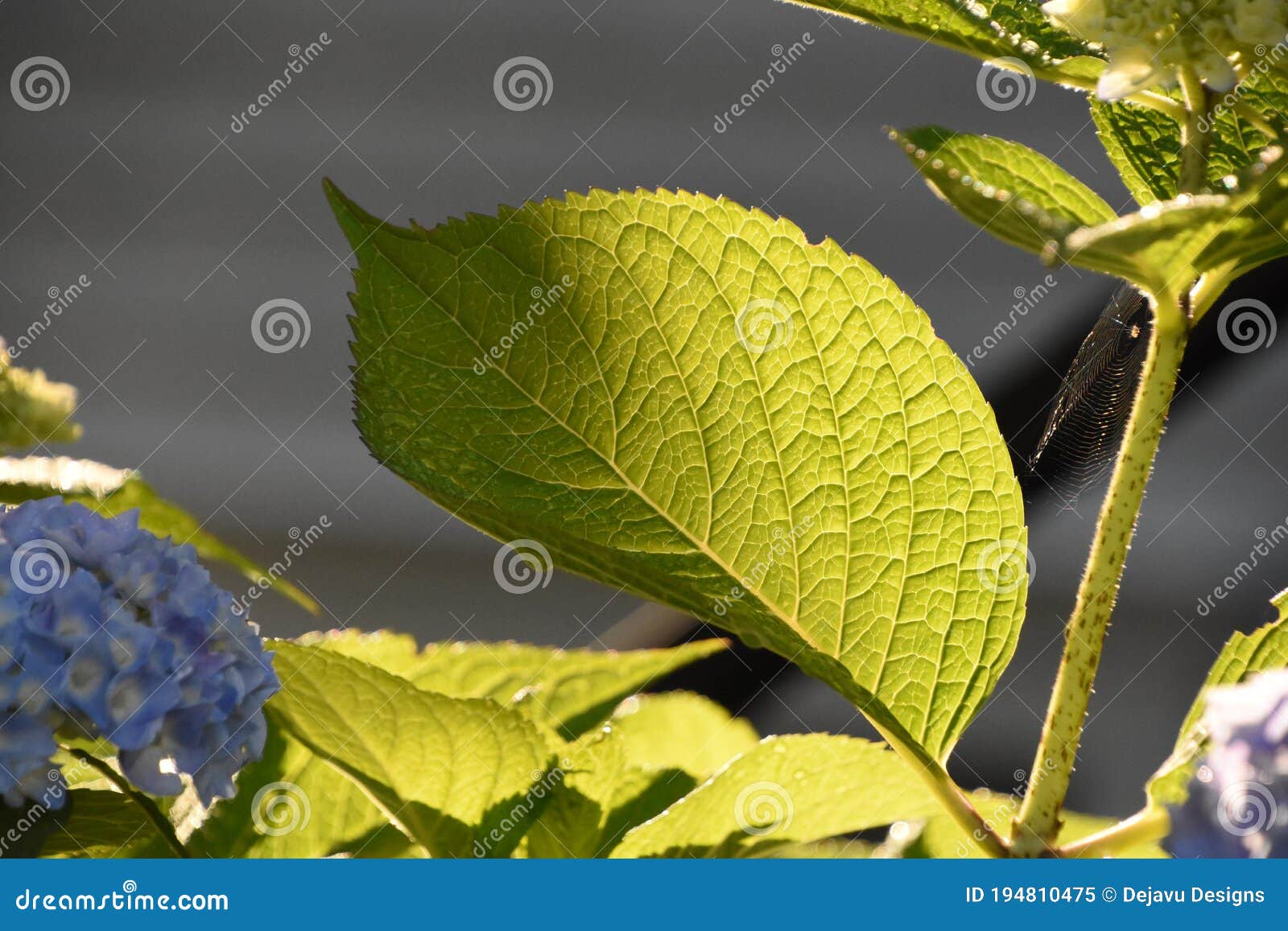 Big Leaf Hydrangea with a Spider Web in the Summer Stock Image - Image ...