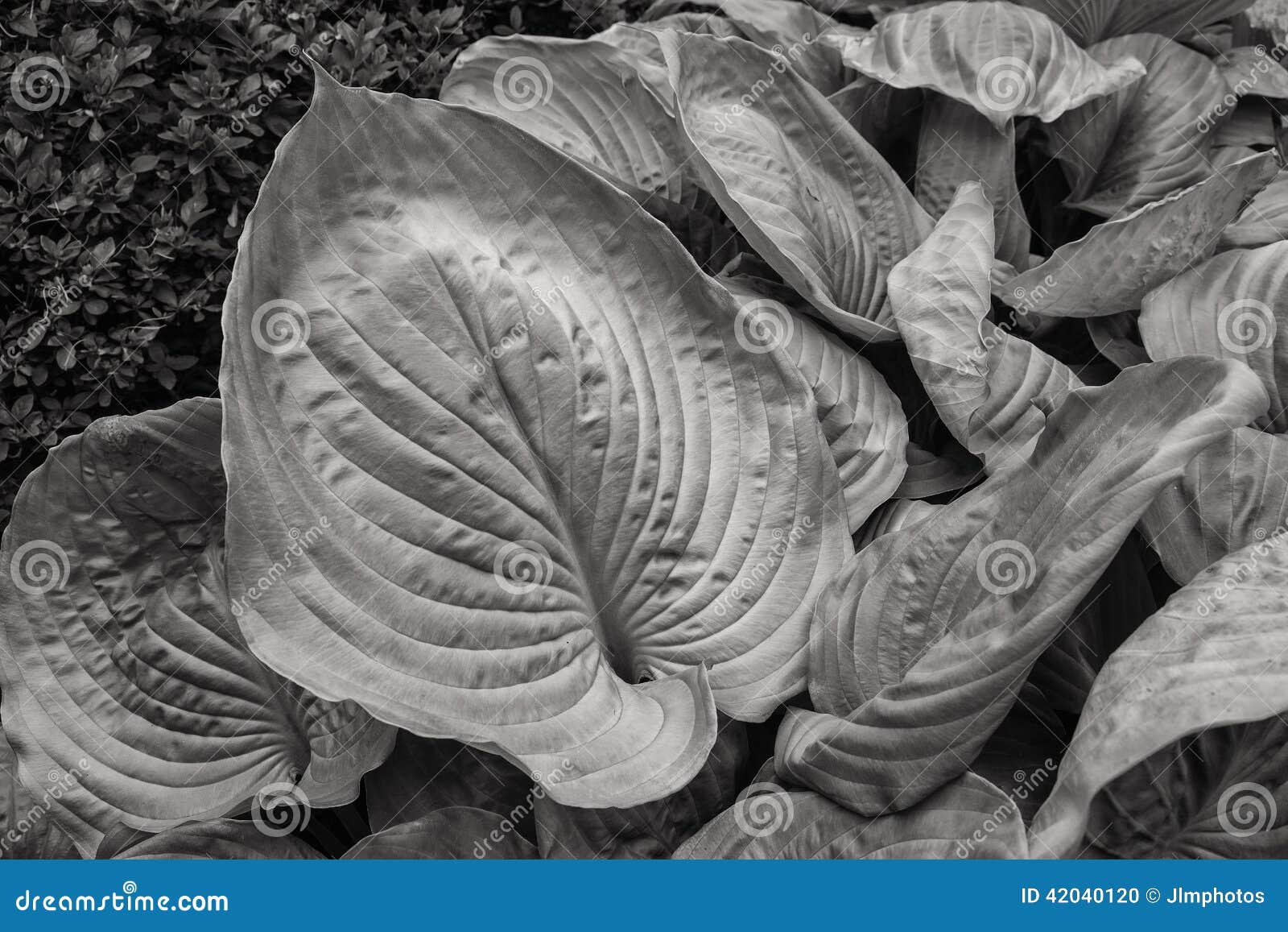 Large Leaf of a Japanese Hosta Inside the Gardens of the Shofuso ...
