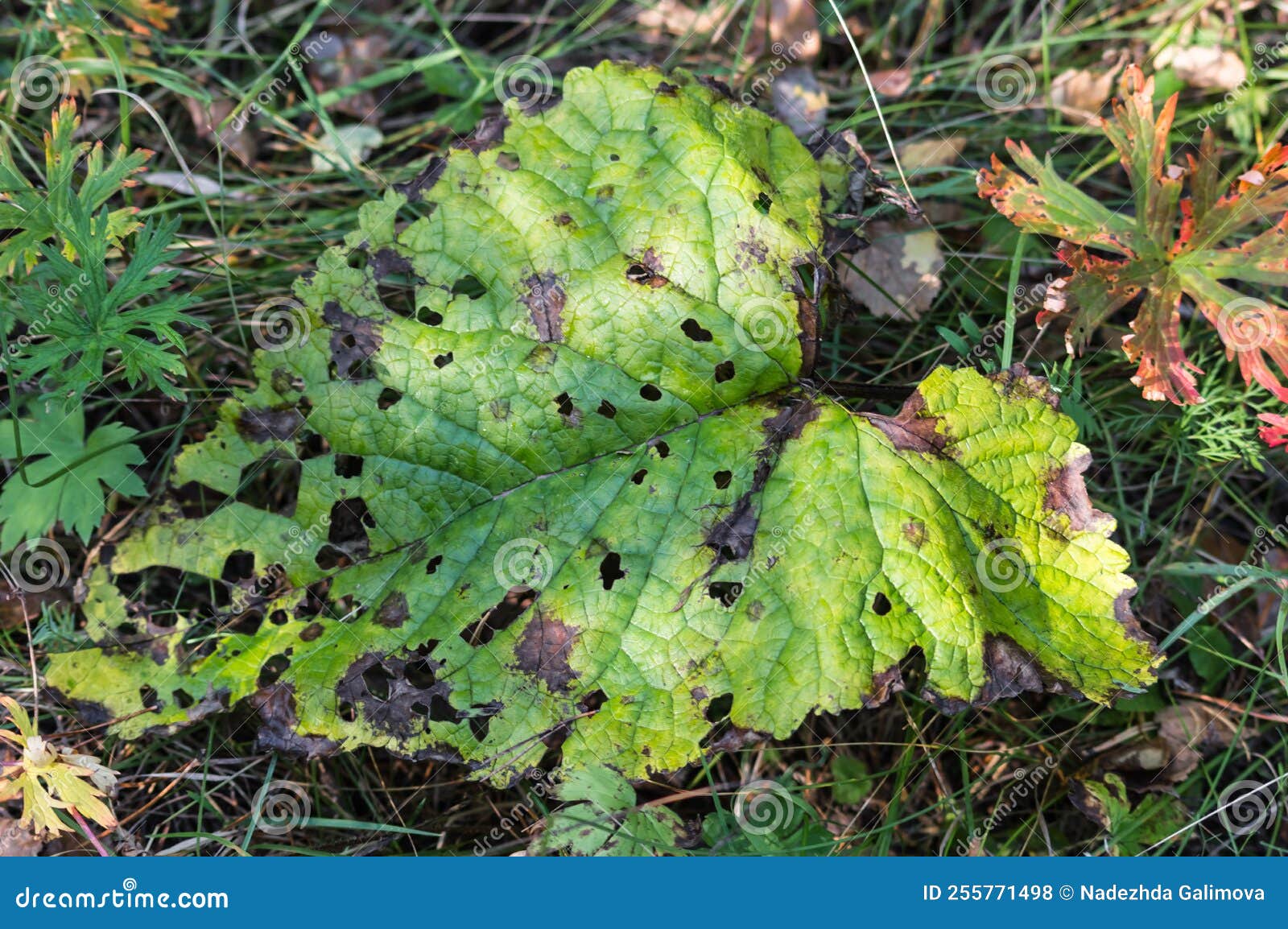 A Large Leaf of a Plant that Has Fallen from a Tree To the Ground ...