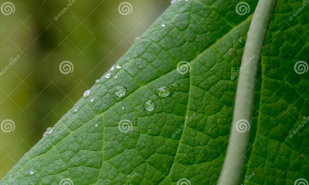 A Large Leaf with Raindrops on Its Surface. Stock Photo - Image of ...