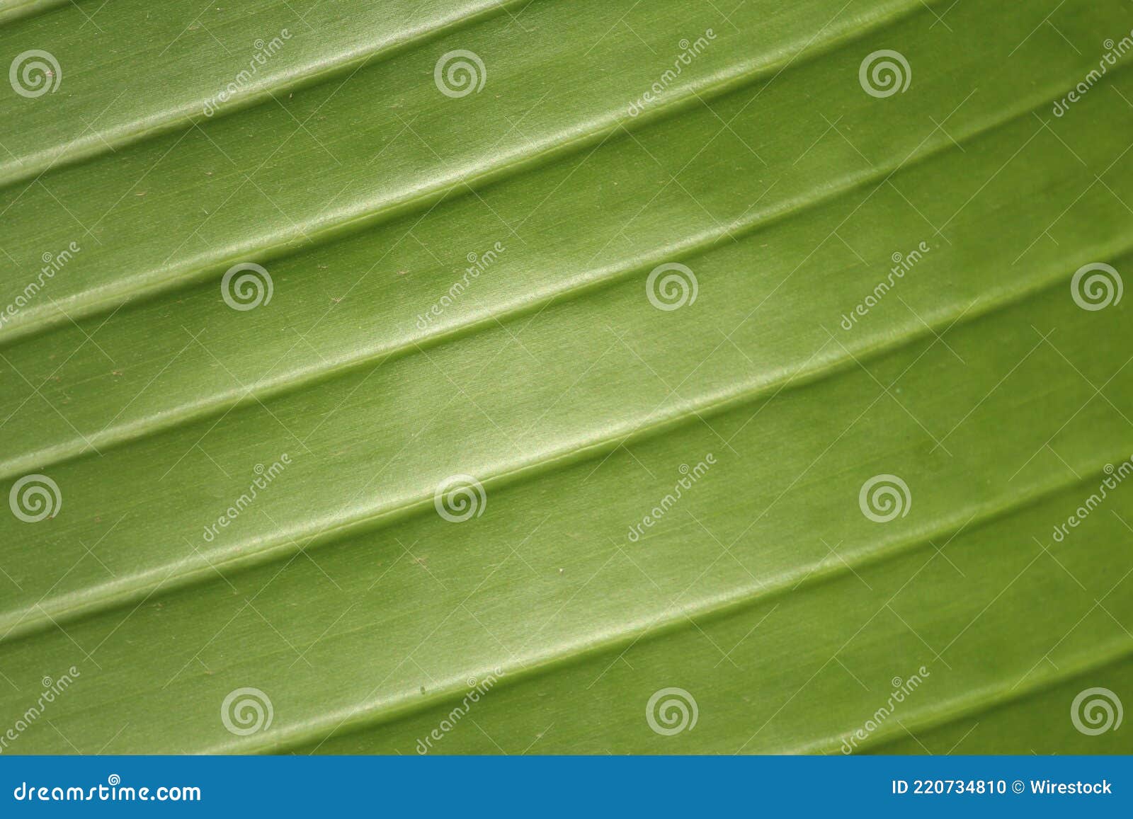 Large Leaf Showing the Veins and Ridges Stock Photo - Image of bright ...