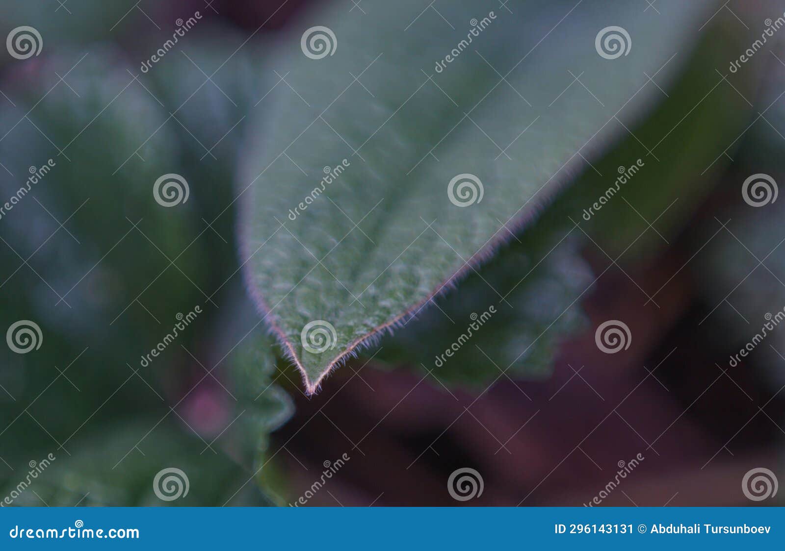 A Large Leaf Tip is Visible Stock Image - Image of development ...