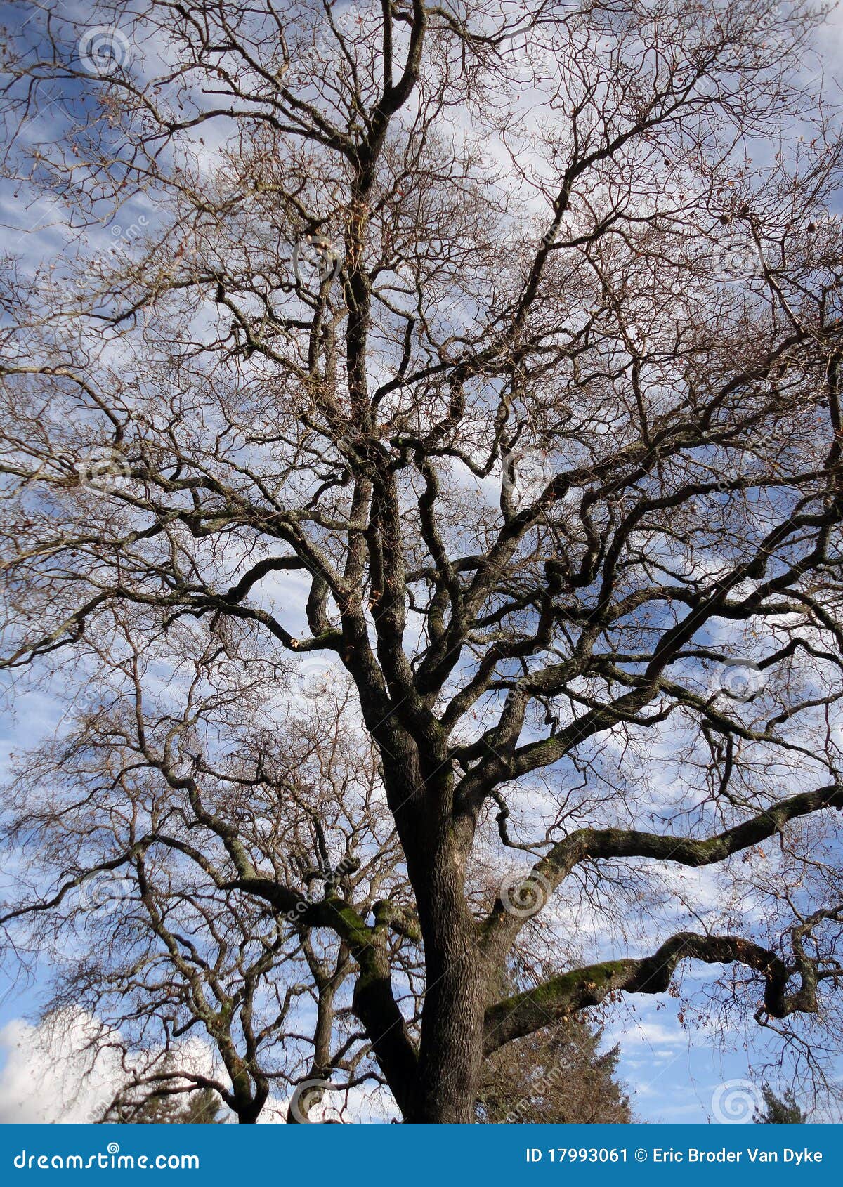 Large Leaf less Tree in Sonoma Stock Image - Image of park, leaves ...