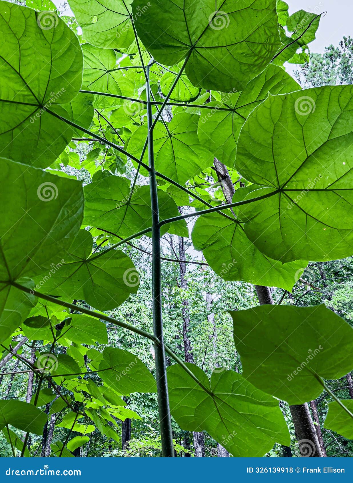 Large Leaf Trees stock photo. Image of tree, large, shade - 326139918