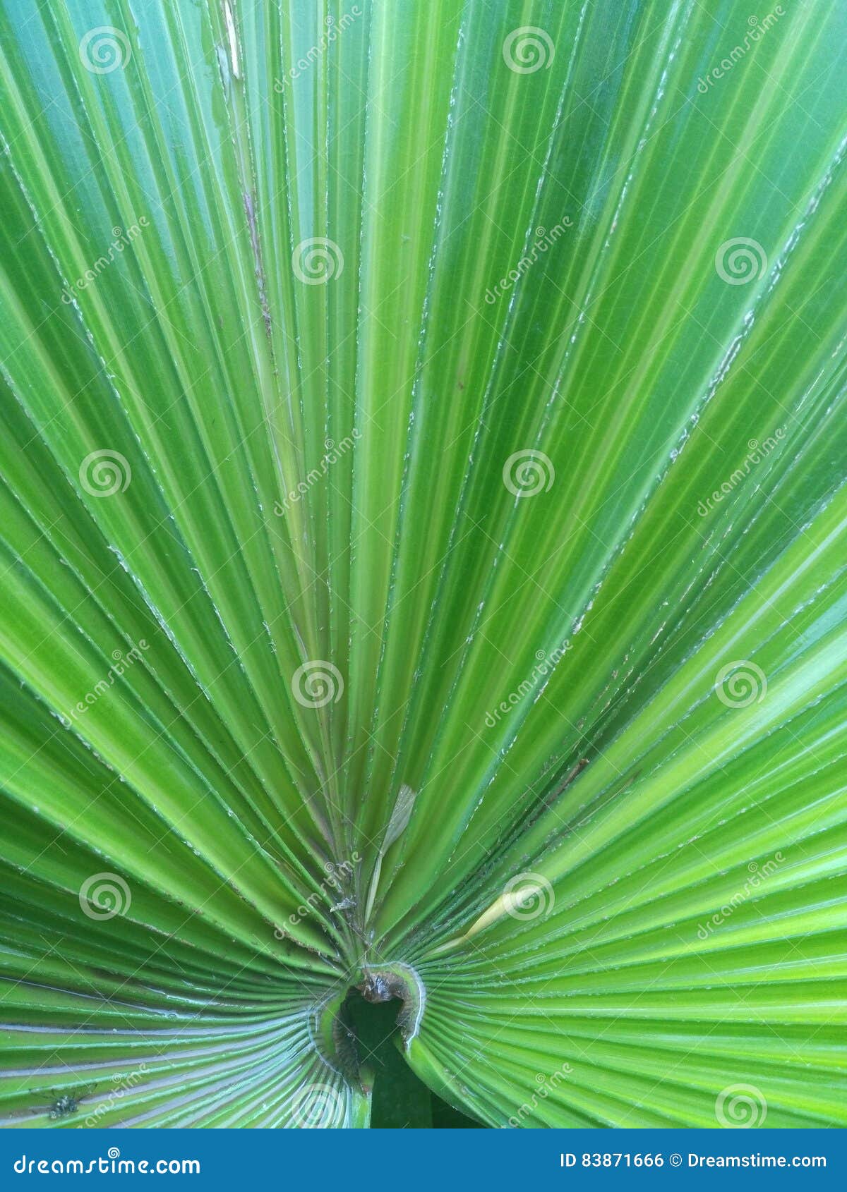 Large leaf of wild plant stock photo. Image of family - 83871666