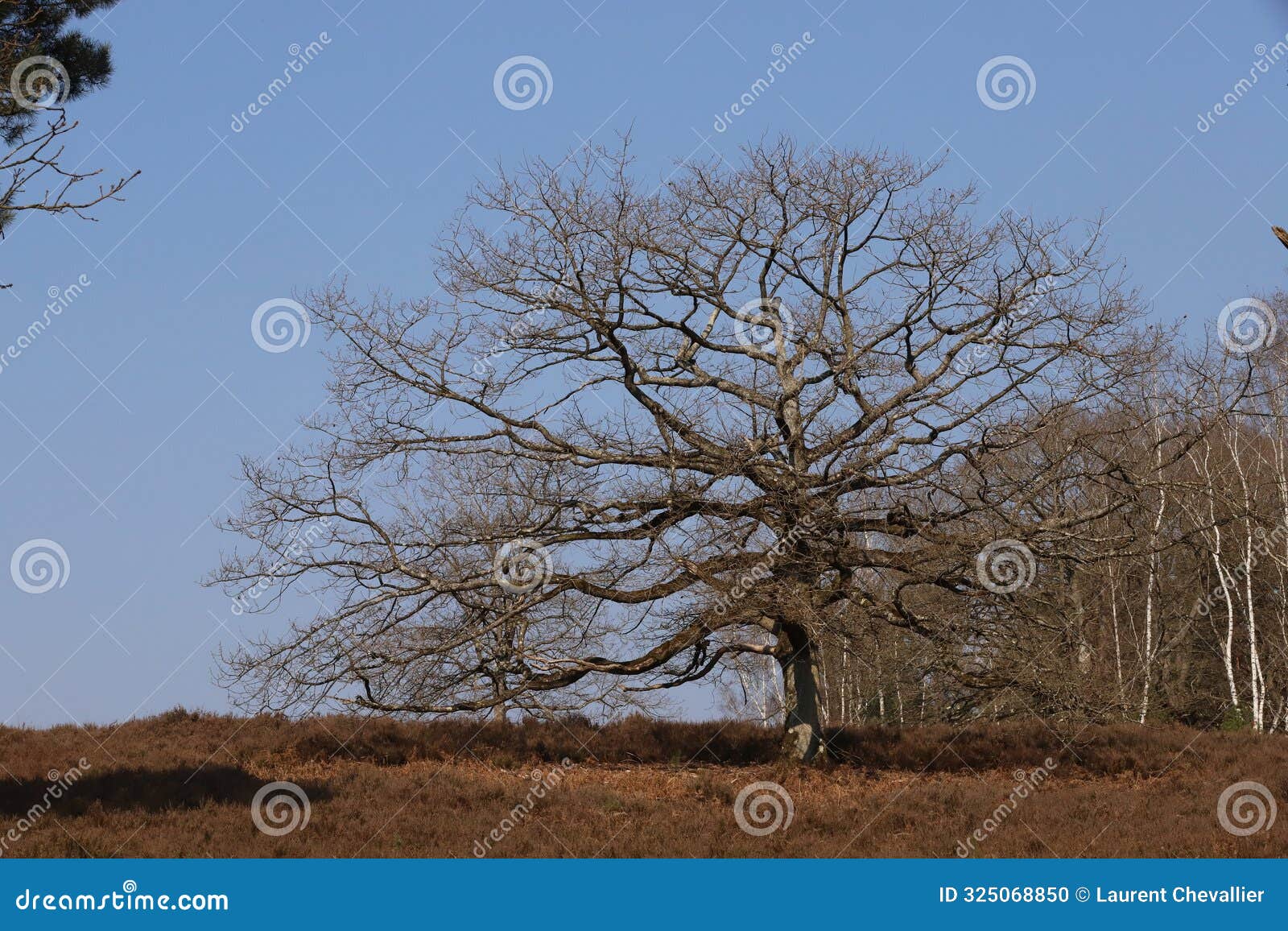 Large Leafless Oak Tree, Bare in the Heart of Winter. Skeleton of Trunk ...