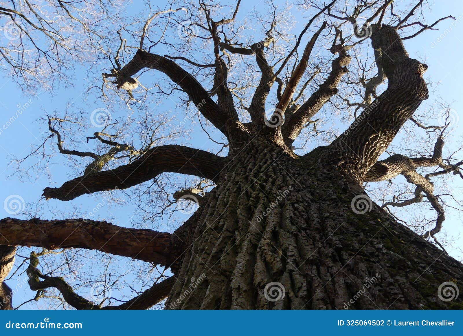 Large Leafless Oak Tree, Bare in the Heart of Winter. Skeleton of Trunk ...