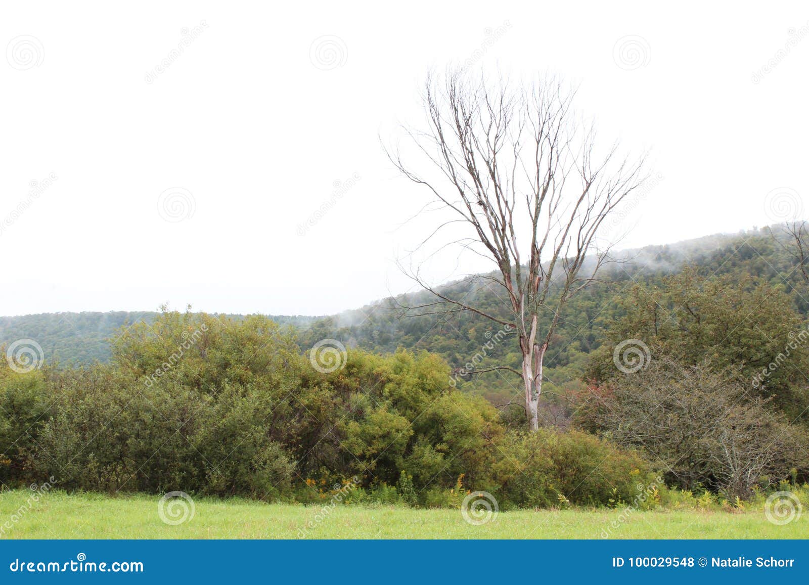 Large Leafless Tree in a Landscape of Dense Vegetation Stock Photo ...