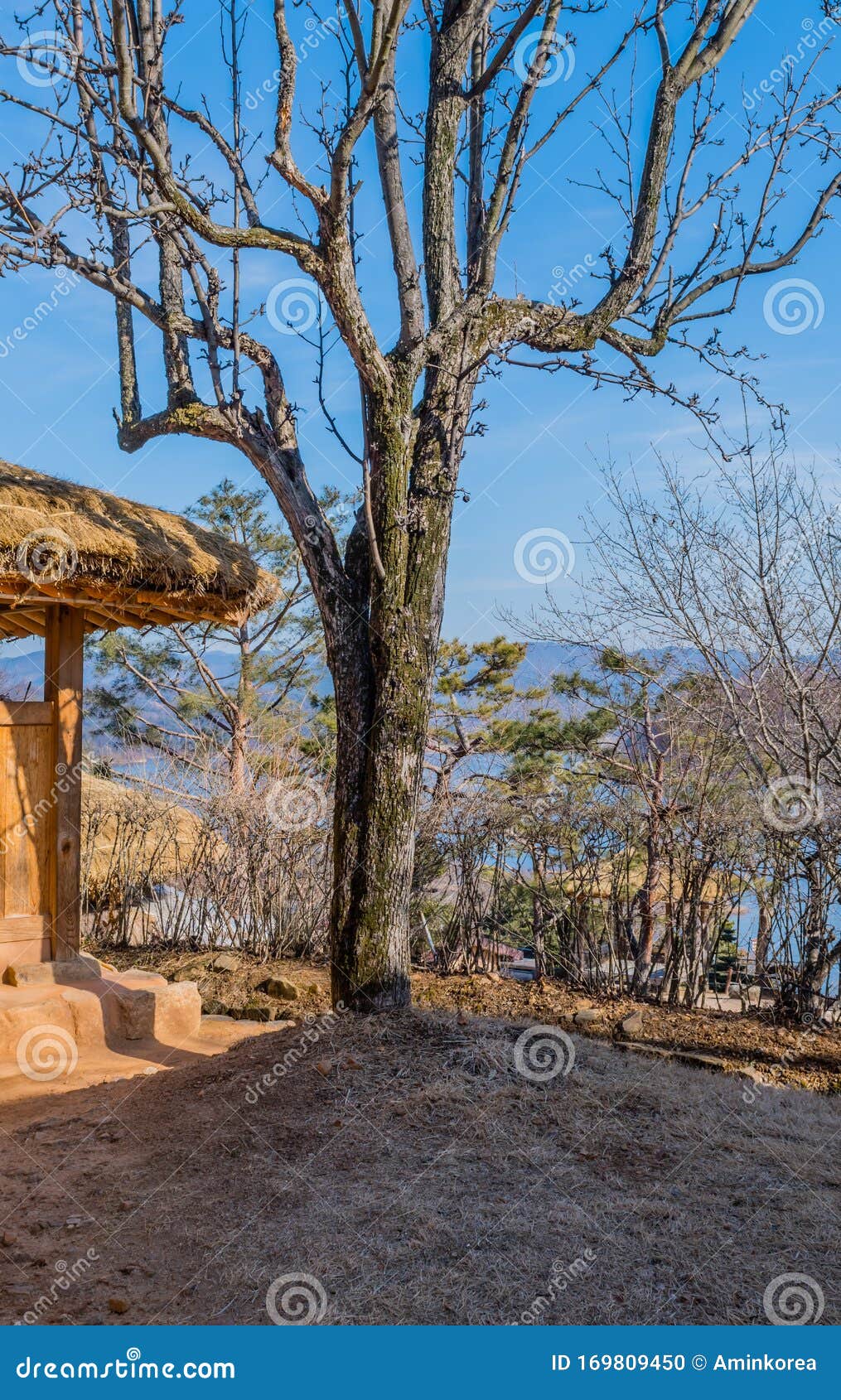 Large leafless tree stock photo. Image of country, crooked - 169809450