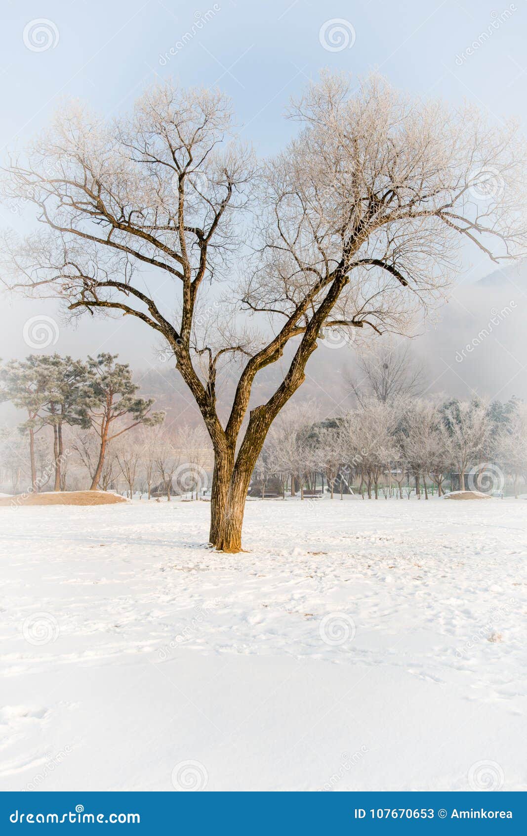 Large Leafless Tree in Middle of Snow Covered Field Stock Image - Image ...