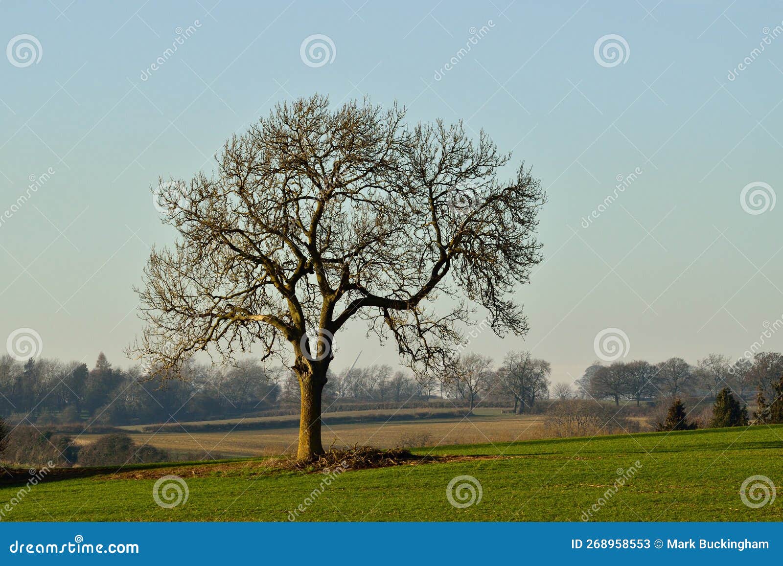 A Large, Leafless Tree Standing in Fields Under a Winter Sky Stock ...