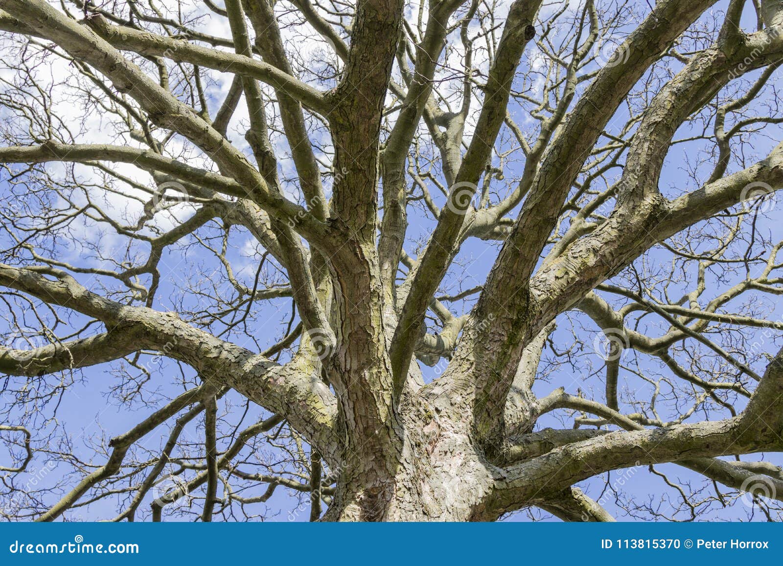 Large leafless tree stock photo. Image of leaves, season - 113815370