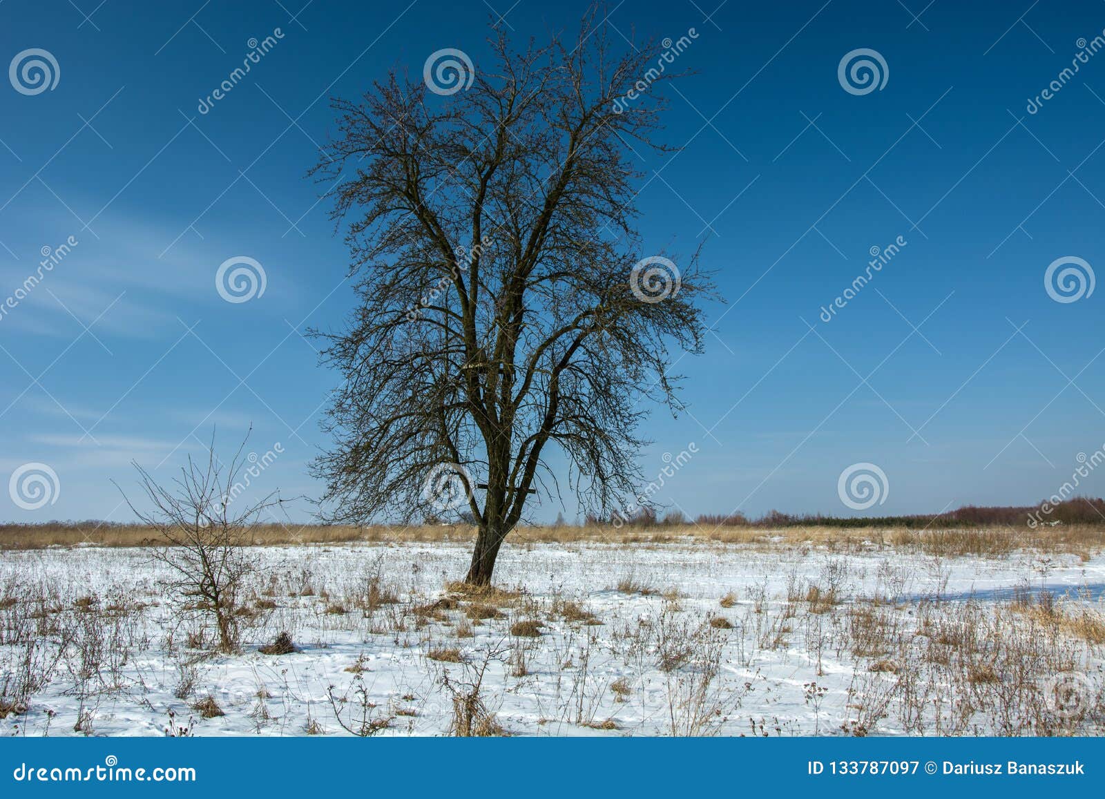 A Large Leafless Tree in Winter Stock Image - Image of scene, wood ...