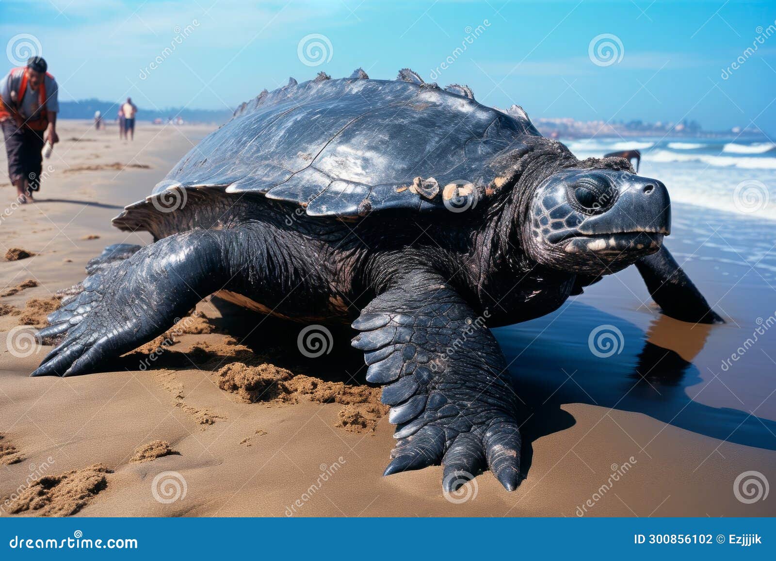 Large Leatherback Sea Turtle Crawling Up the Beach To Complete the ...