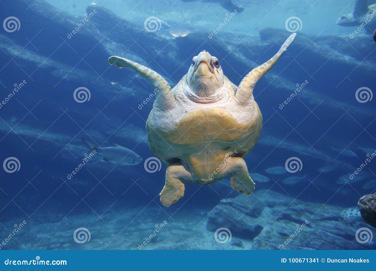 Leatherback Turtle Swimming Stock Image - Image of wildlife, nature ...