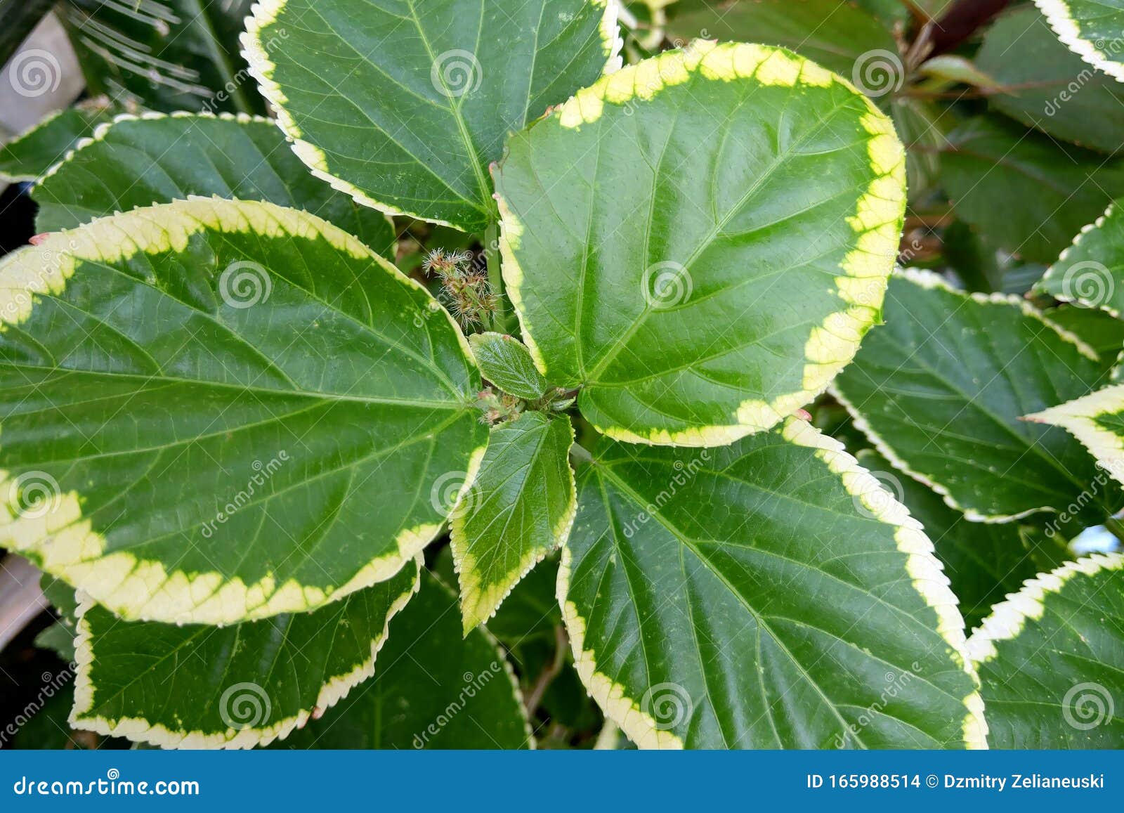 Large-leaved Lime, Lime Tree Tilia Platyphyllos , Leaves Stock Photo ...