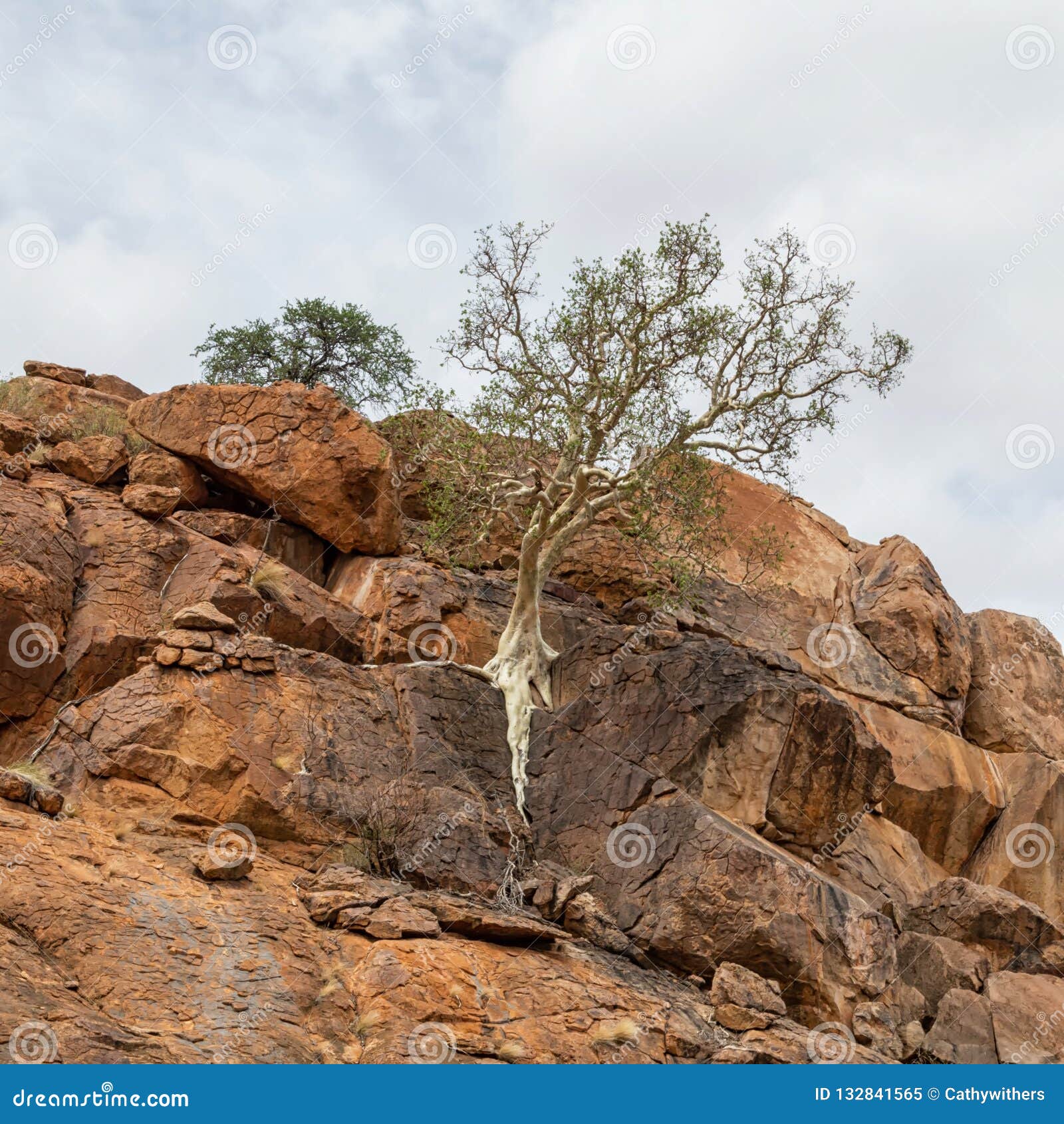 Large-leaved Rock Fig stock image. Image of adventure - 132841565
