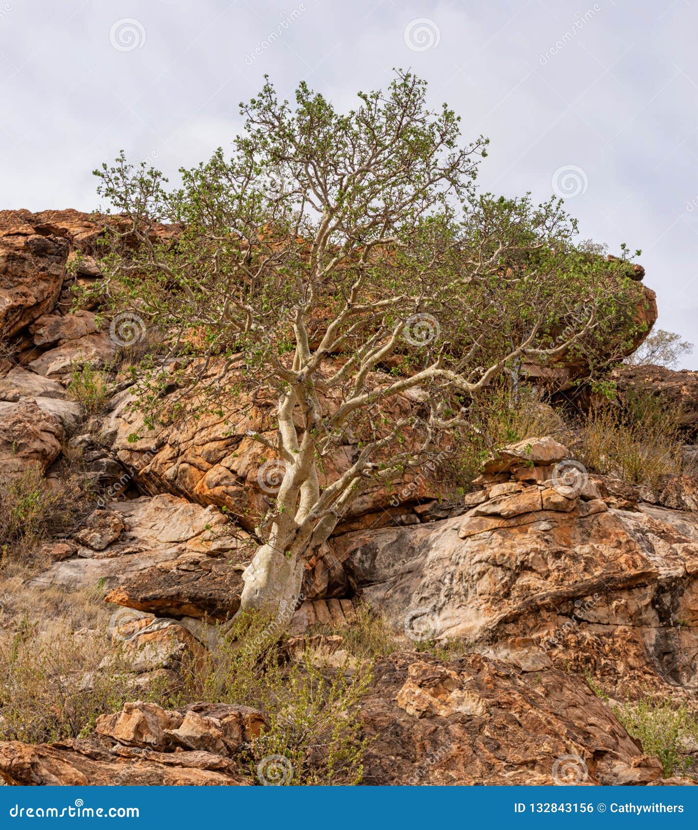 Large-leaved Rock Fig stock photo. Image of rocks, rock - 132843156