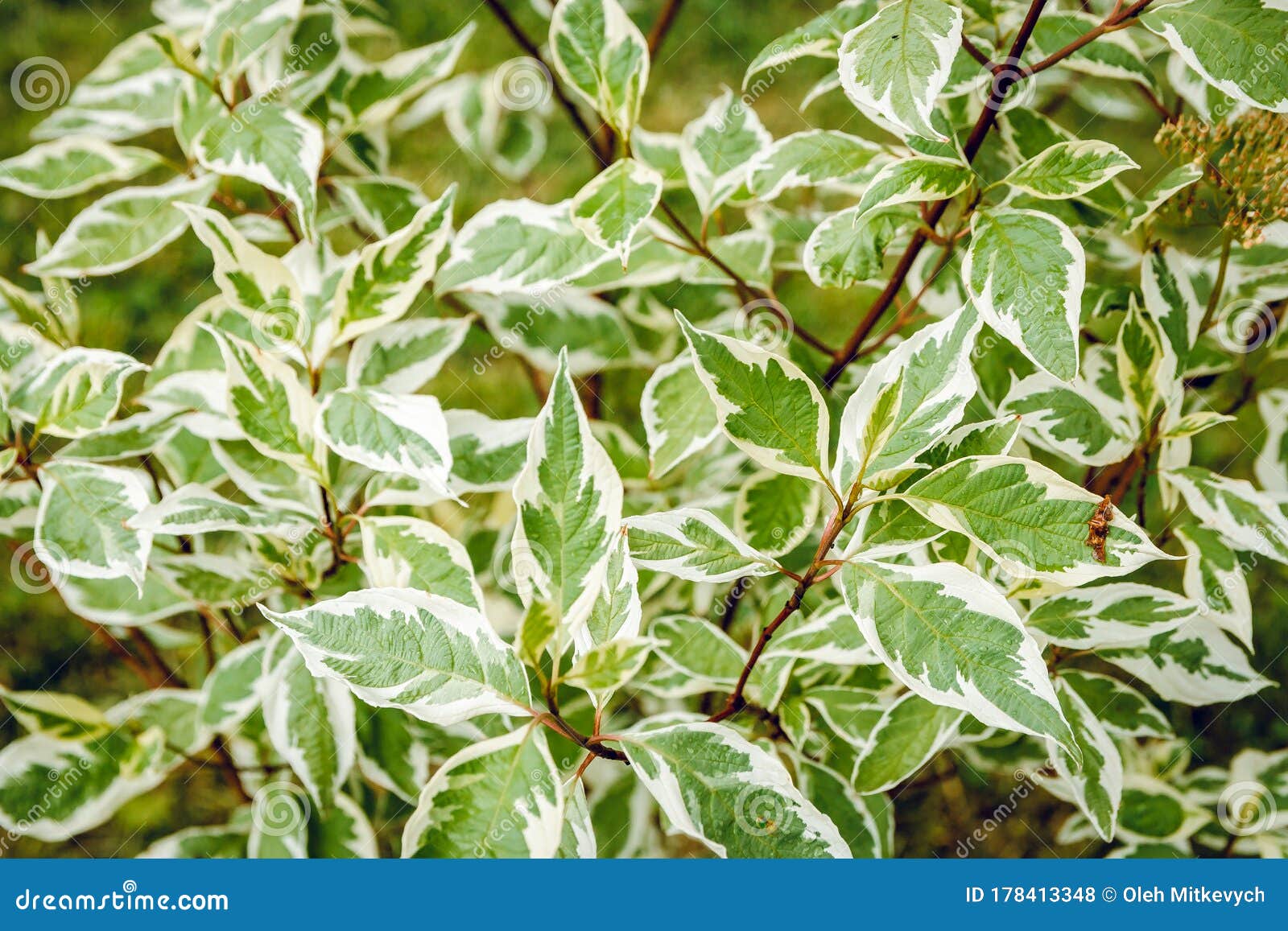 Large Leaves Background Green Background. Botanical Garden. Stock Photo ...