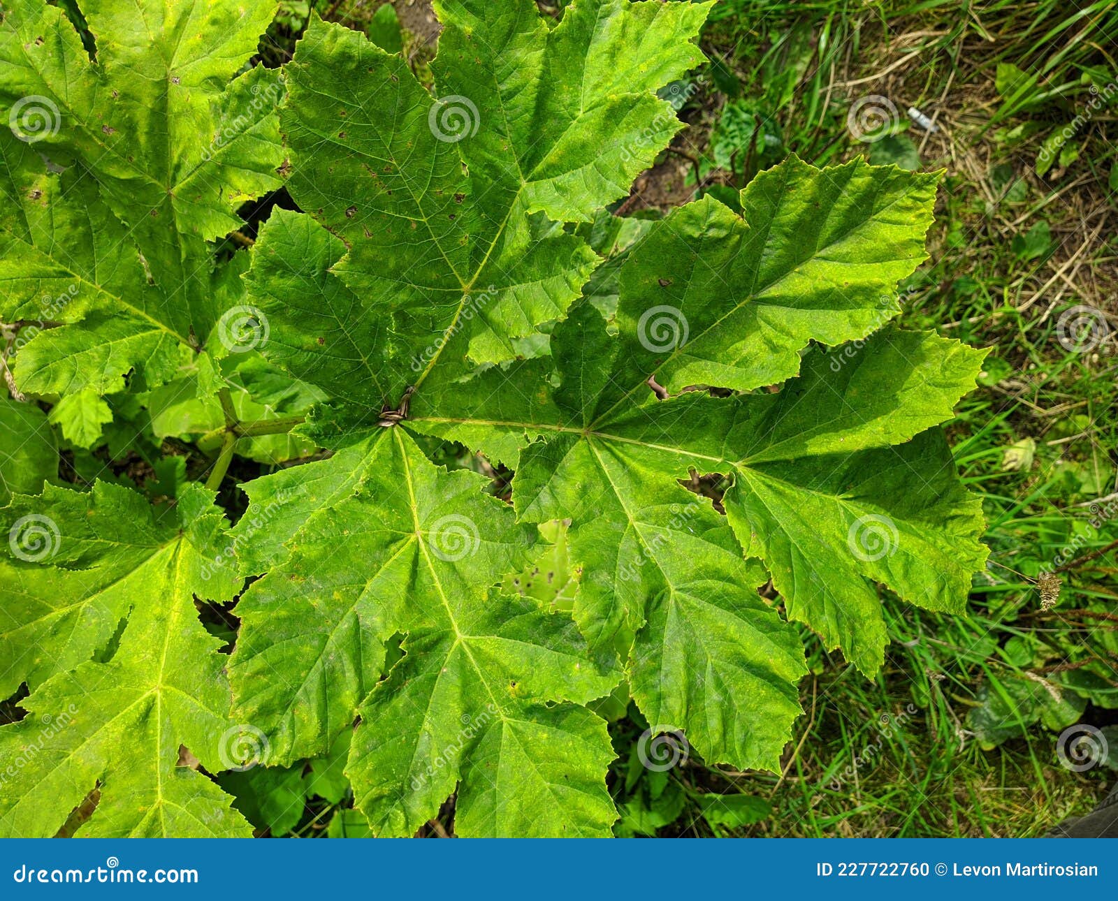 Large Leaves Of Hogweed. Plant That Shoots Acid Stock Photography ...