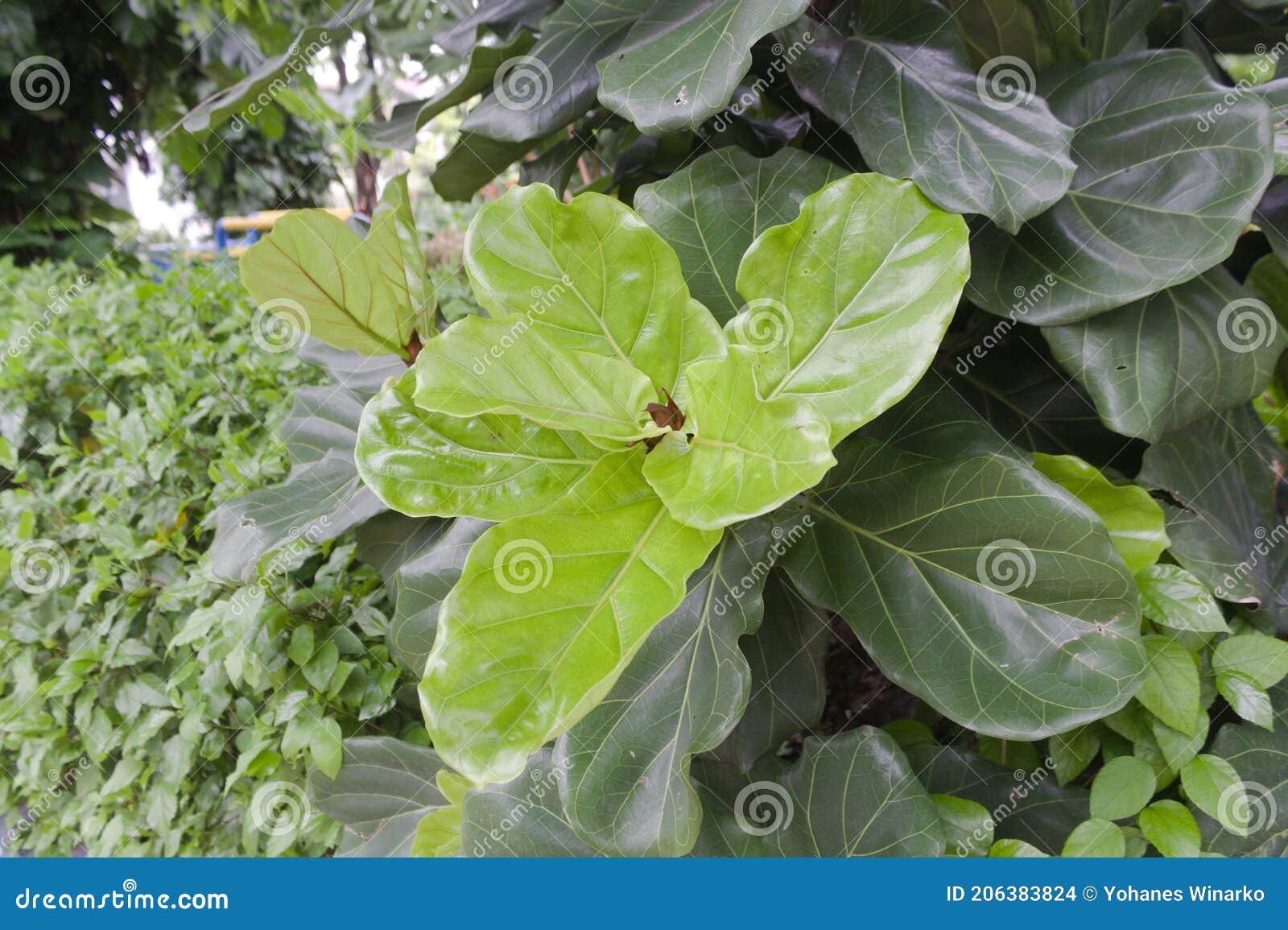 Large leaves stock photo. Image of deciduous, garden - 206383824