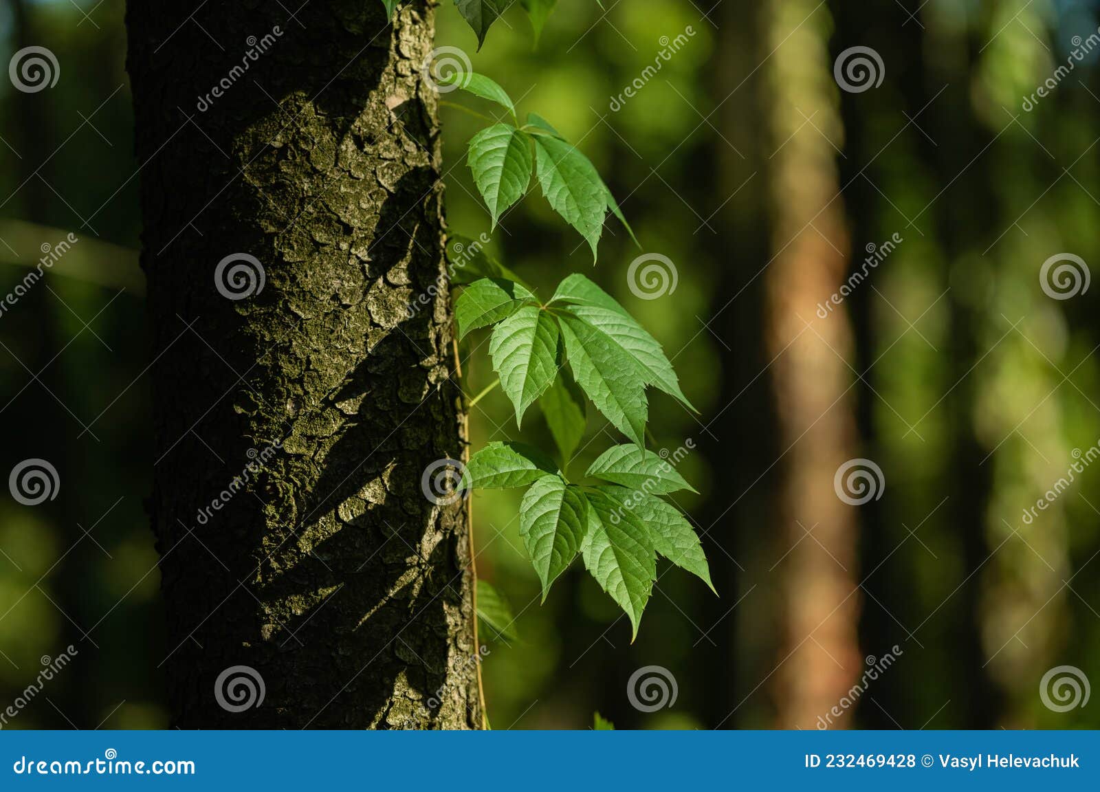 Large Leaves of Wild Grapes on Forest Background Stock Photo - Image of ...