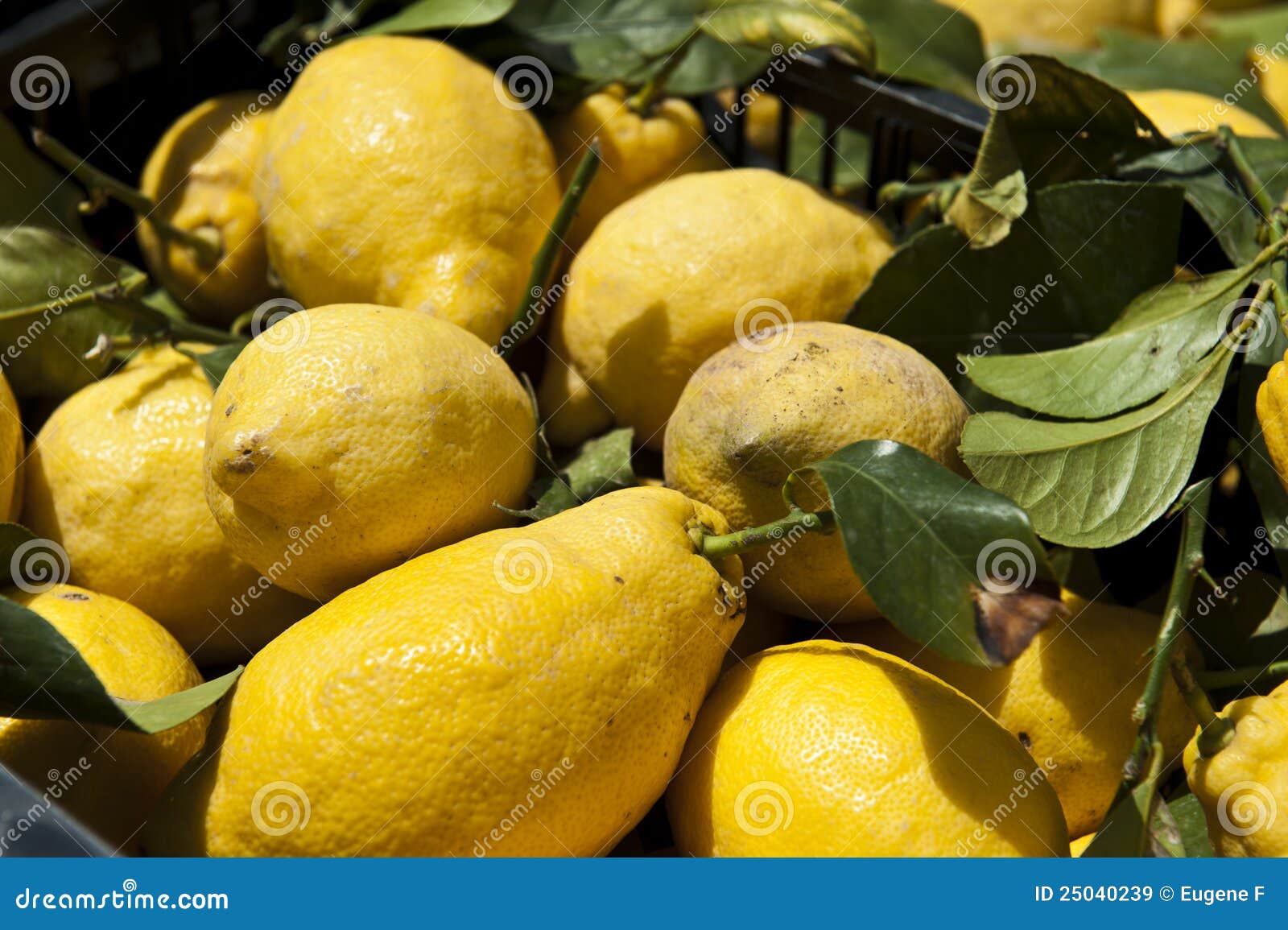 Large Lemon stock image. Image of peel, nutrition, fruit - 25040239