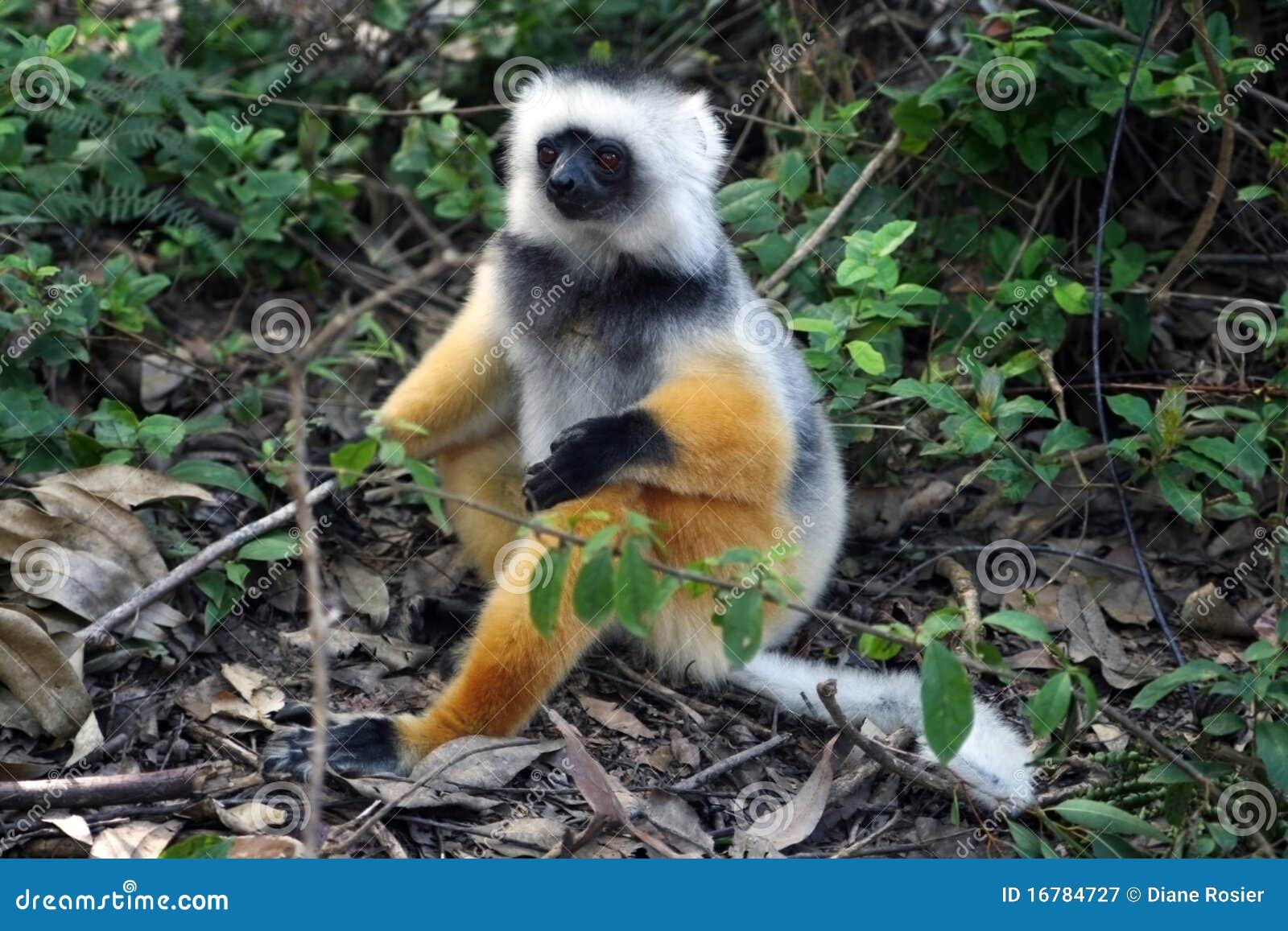 Large Lemur in Natural Environment Stock Image - Image of black, yellow ...