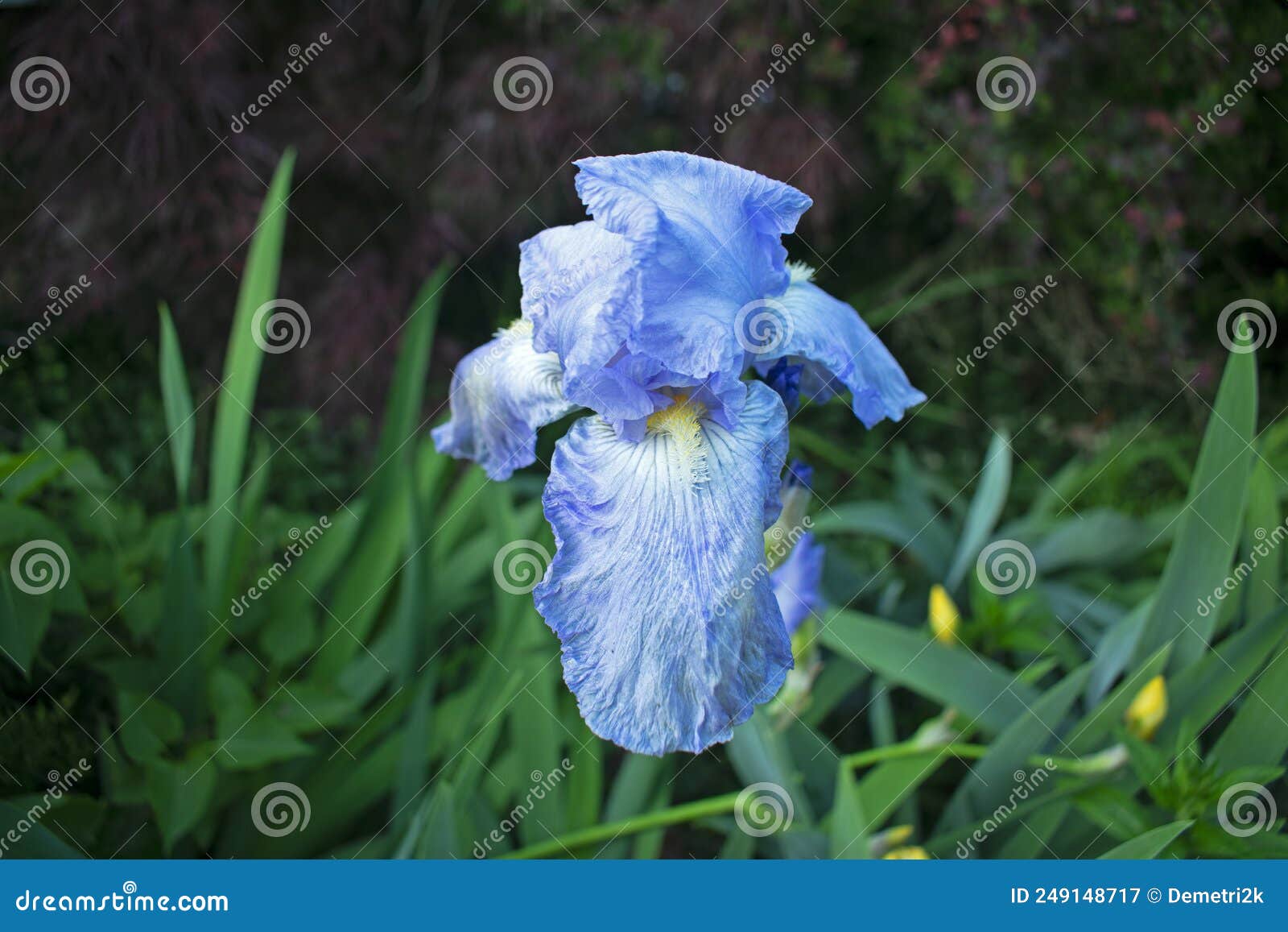 Large, Light Blue, Bearded Iris -03 Stock Image - Image of dark, color ...
