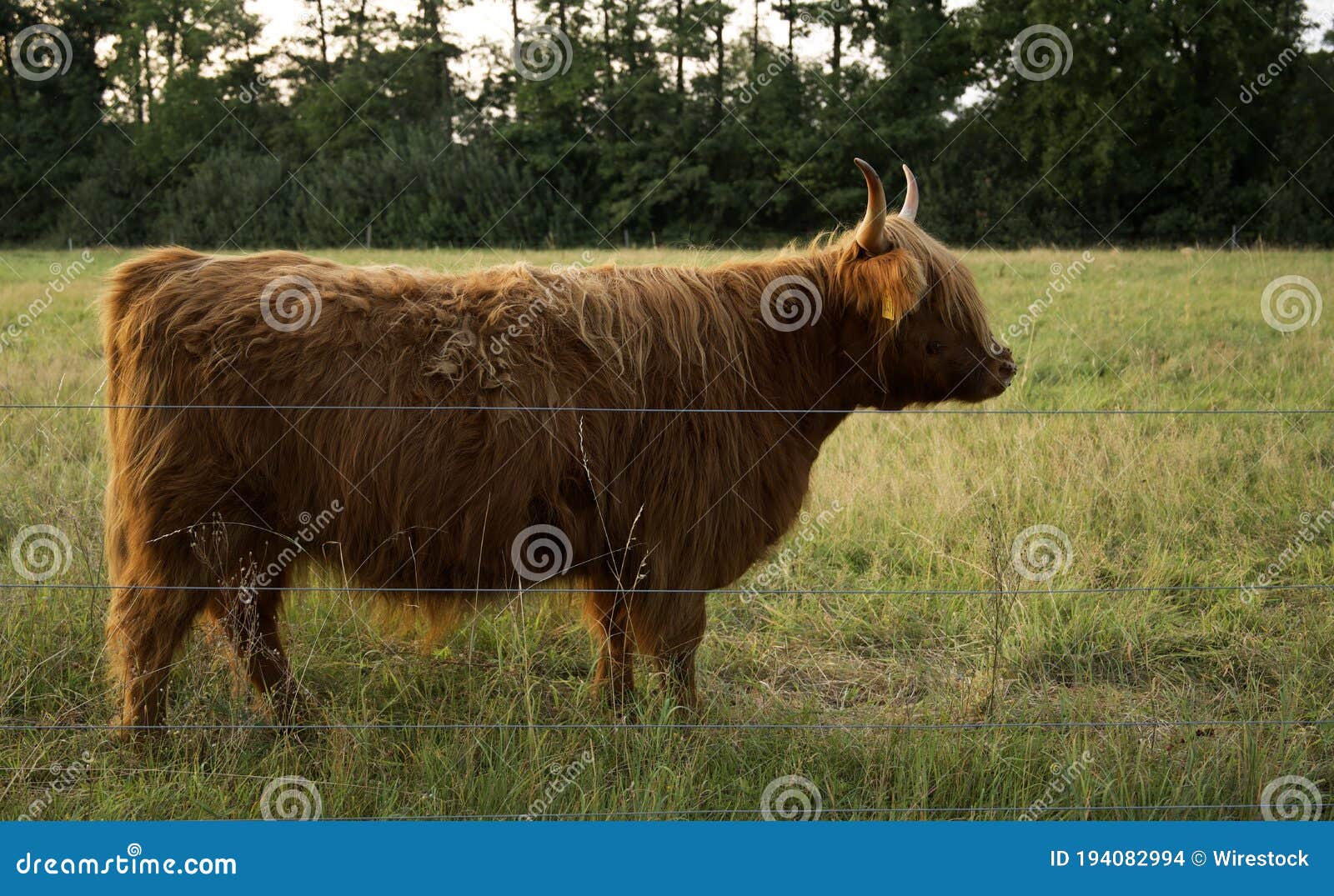 Large Light Brown Yak in a Meadow Stock Photo - Image of wildlife ...