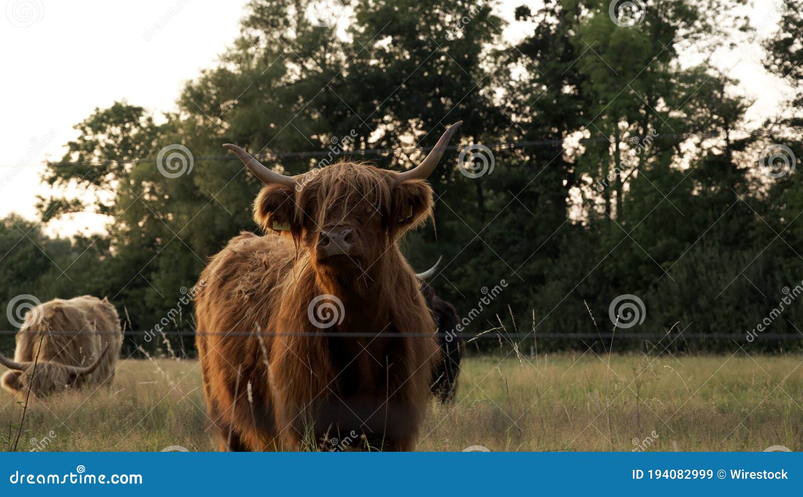 Large Light Brown Yak in a Meadow Stock Image - Image of bovid, animal ...