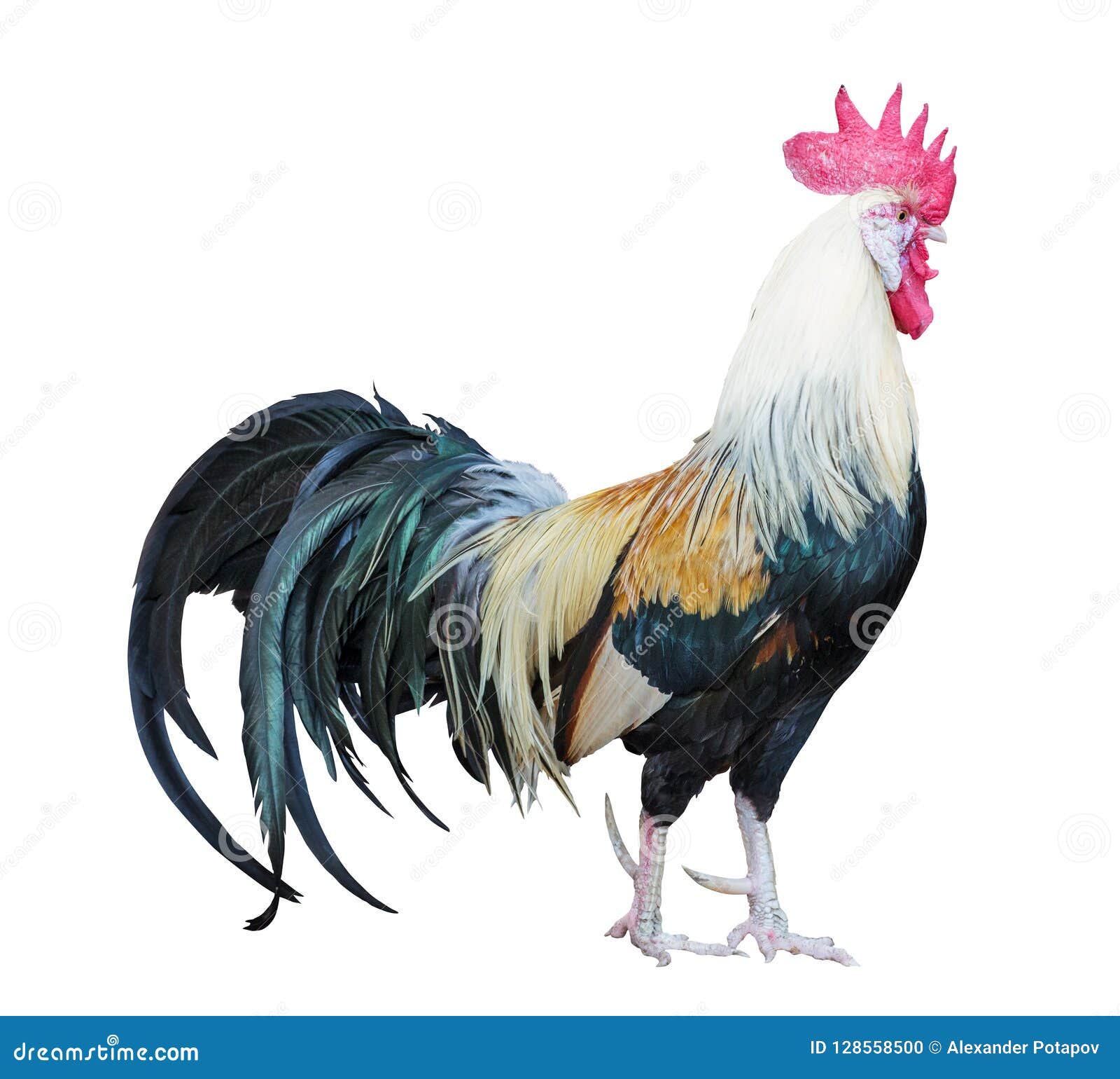 Large Light Rooster with Dark Long Tail on White Stock Photo - Image of ...