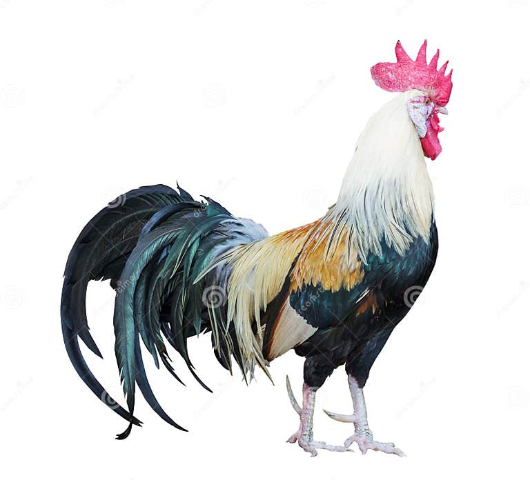 Large Light Rooster with Dark Long Tail on White Stock Photo - Image of ...