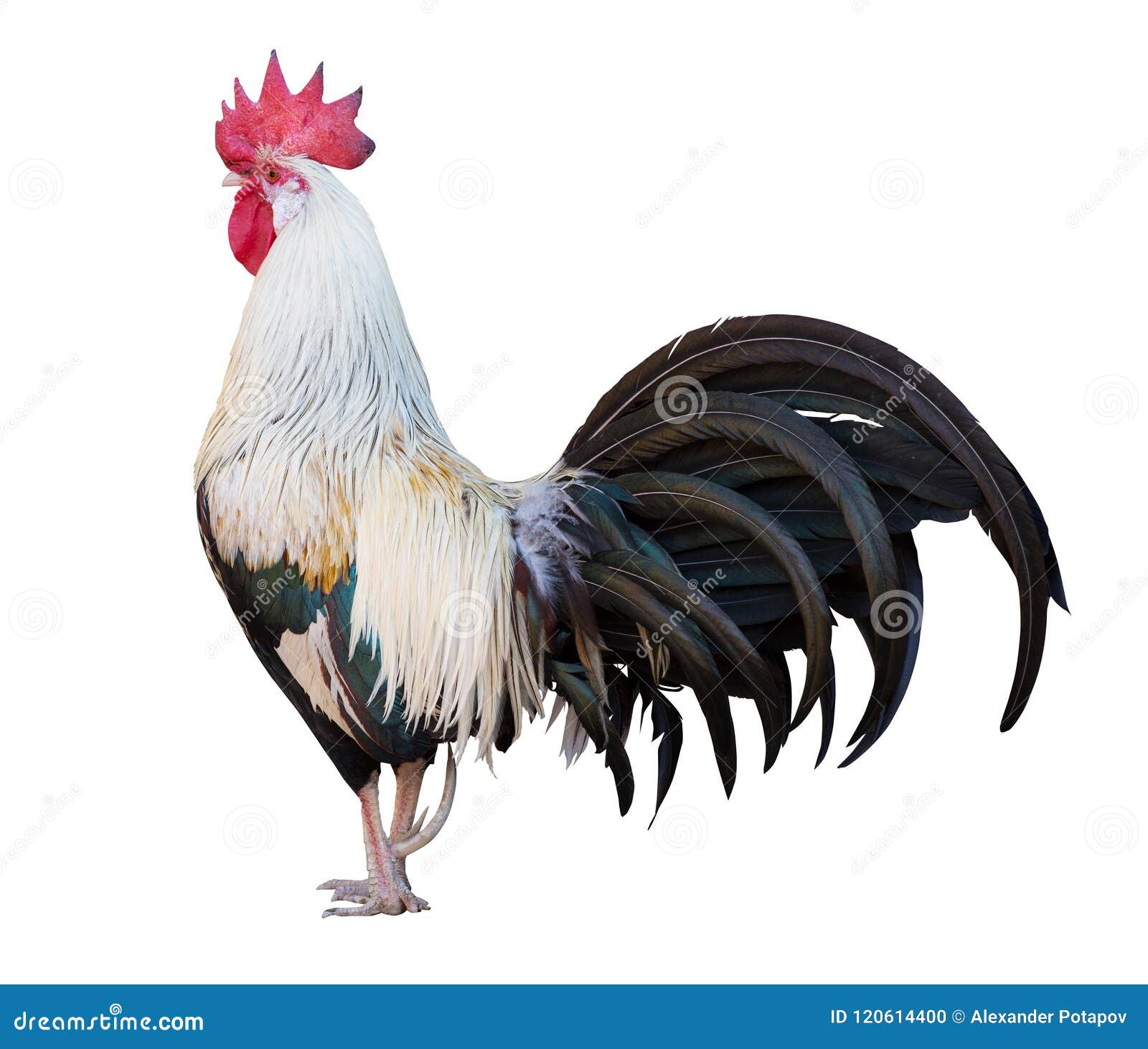 Large Light Rooster with Dark Tail on White Stock Photo - Image of ...