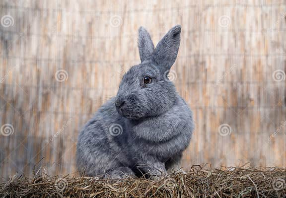 Large Light Silver Medium Sized Rabbit Sitting on a Hay before Easter ...